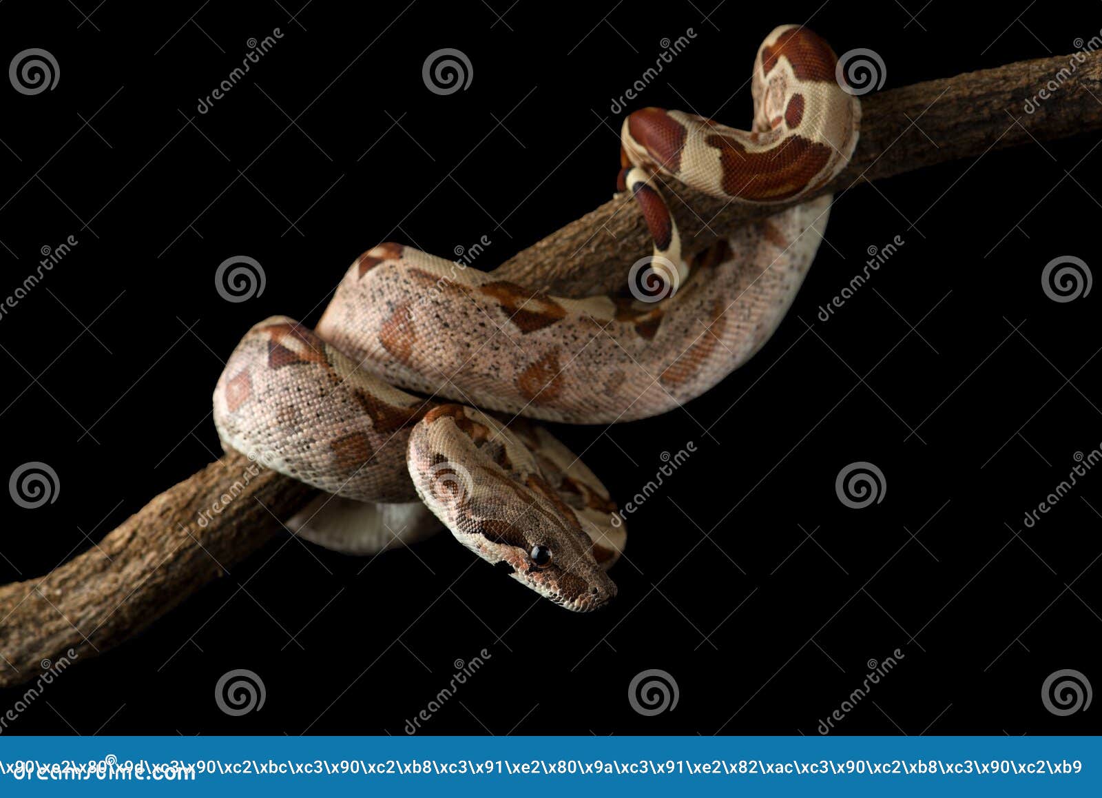 Serpiente Serpiente De Cola Roja Colgando De Una Rama Aislada De Fondo ... Serpiente Serpiente De Cola Roja Colgando De Una Rama Aislada De Fondo ...