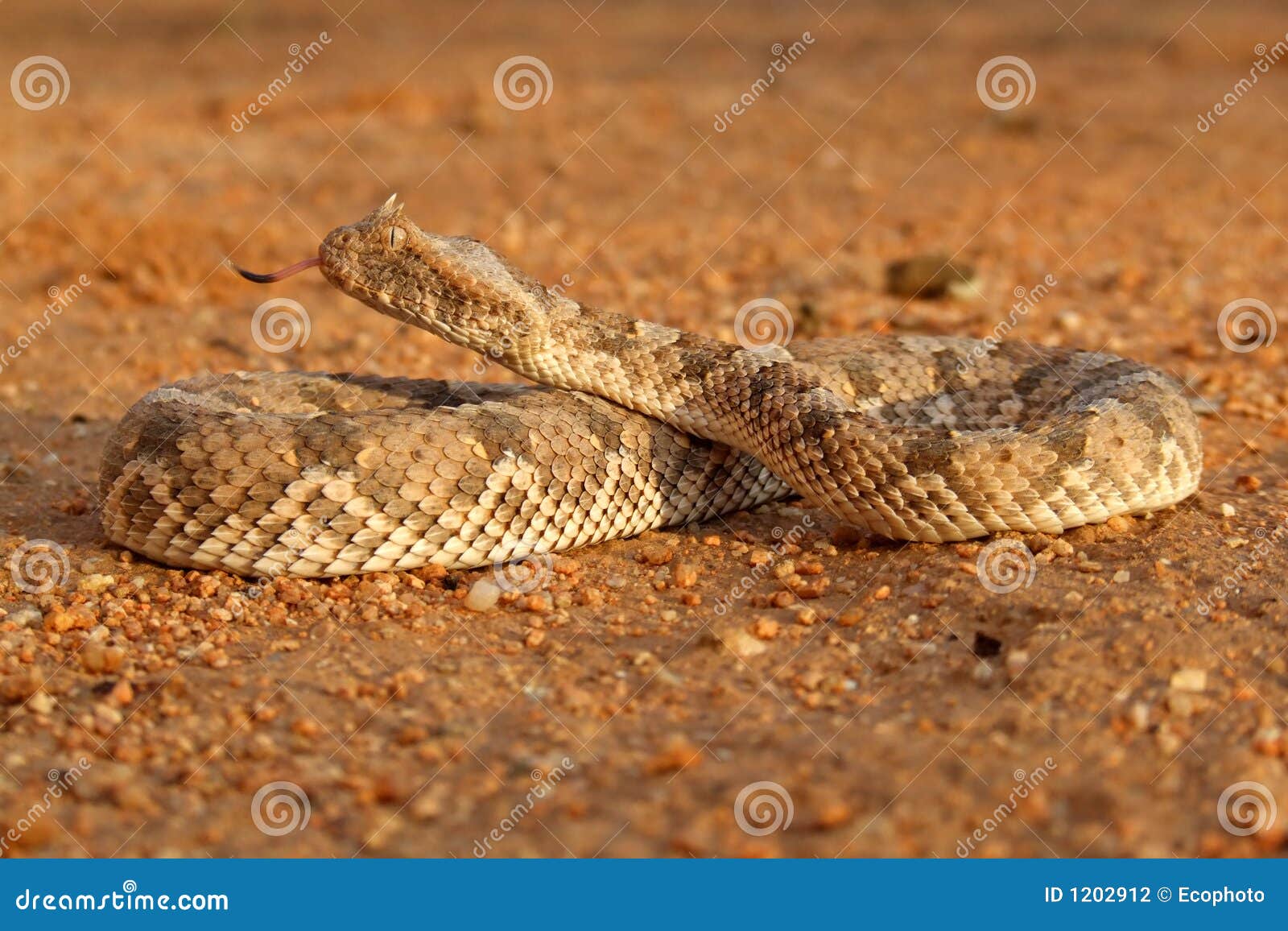Serpiente de cuernos foto de archivo. Imagen de boca, desierto - 1202912