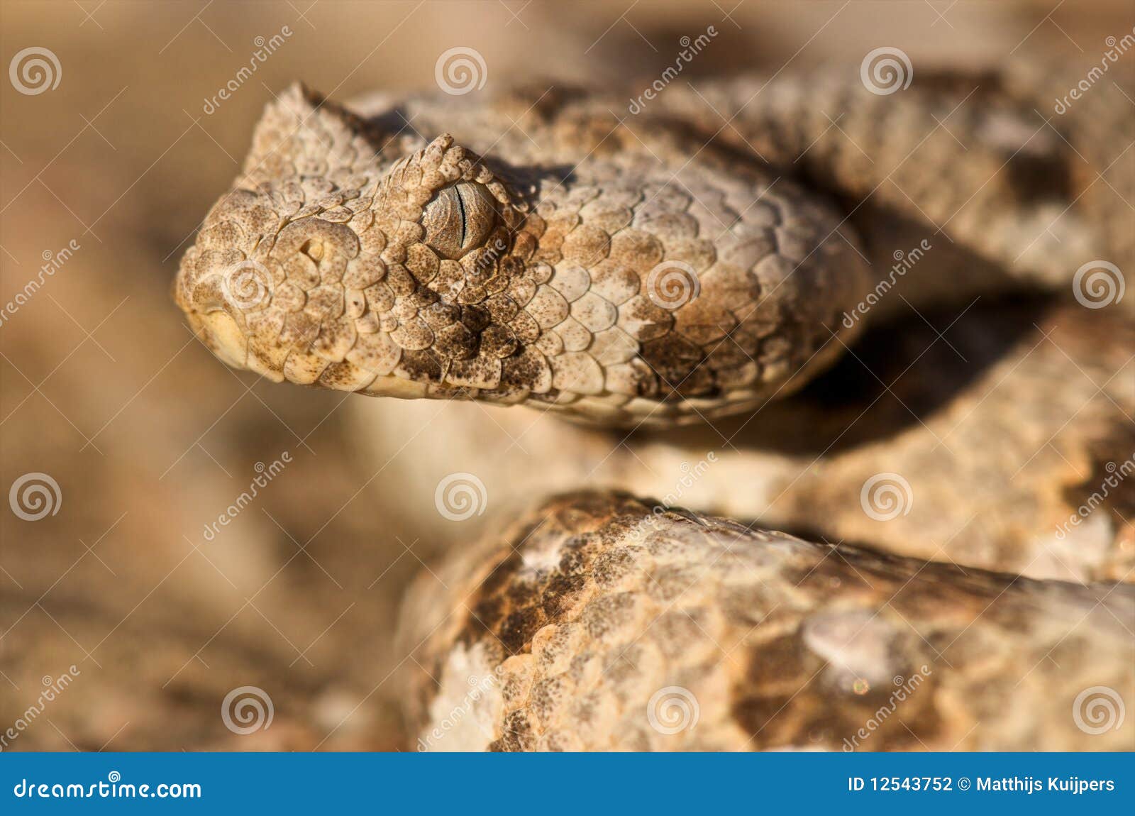 Serpiente de cuernos foto de archivo. Imagen de venenoso - 12543752