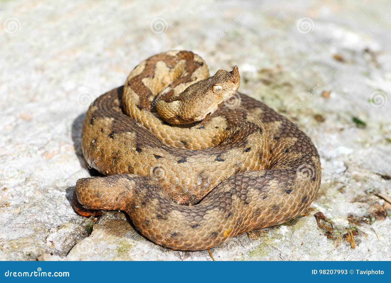 Serpiente De Cuernos De La Nariz En Roca Imagen de archivo - Imagen de ...