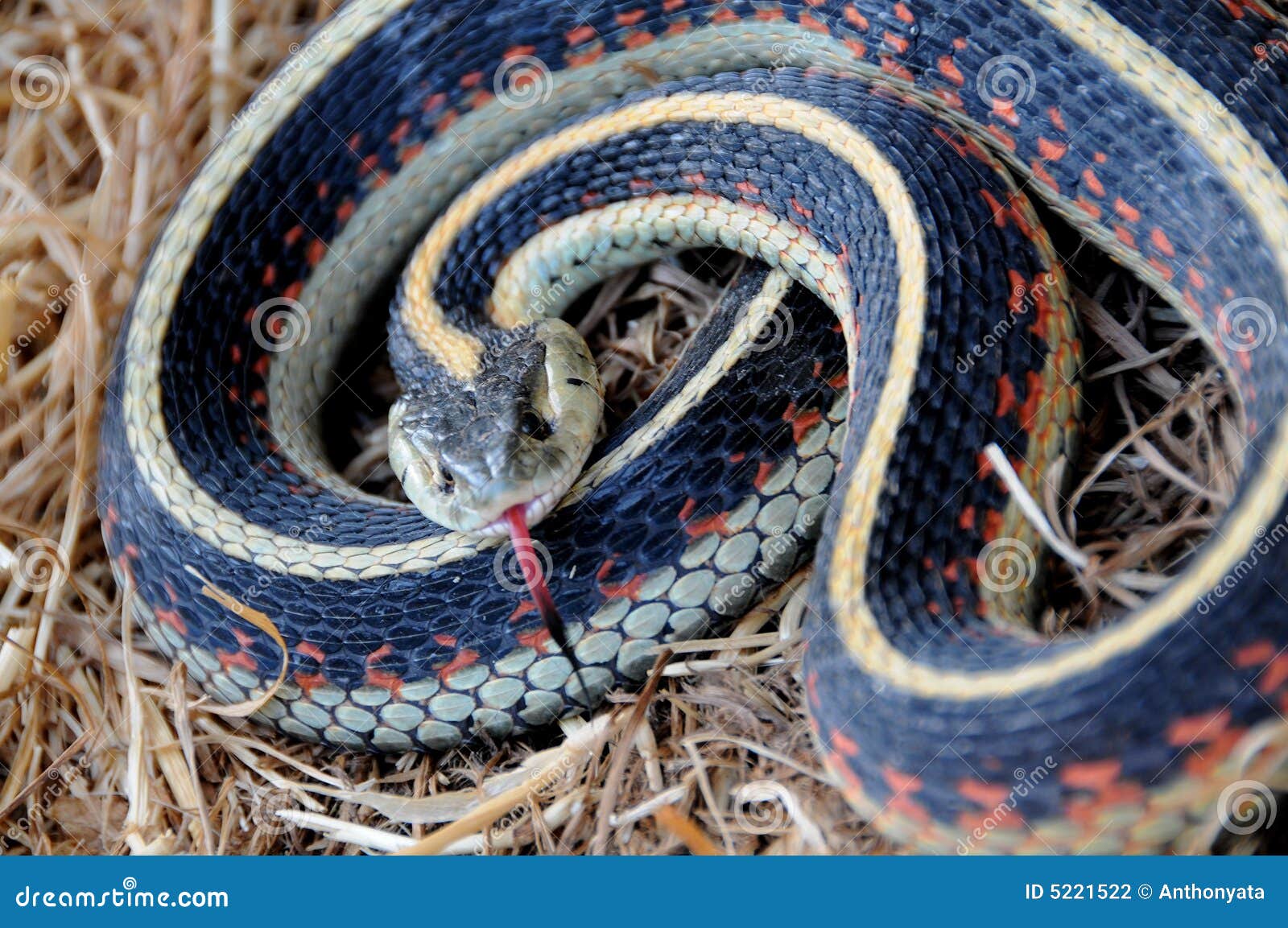 Serpiente De Gardner Que Detecta Peligro Foto de archivo - Imagen de ...