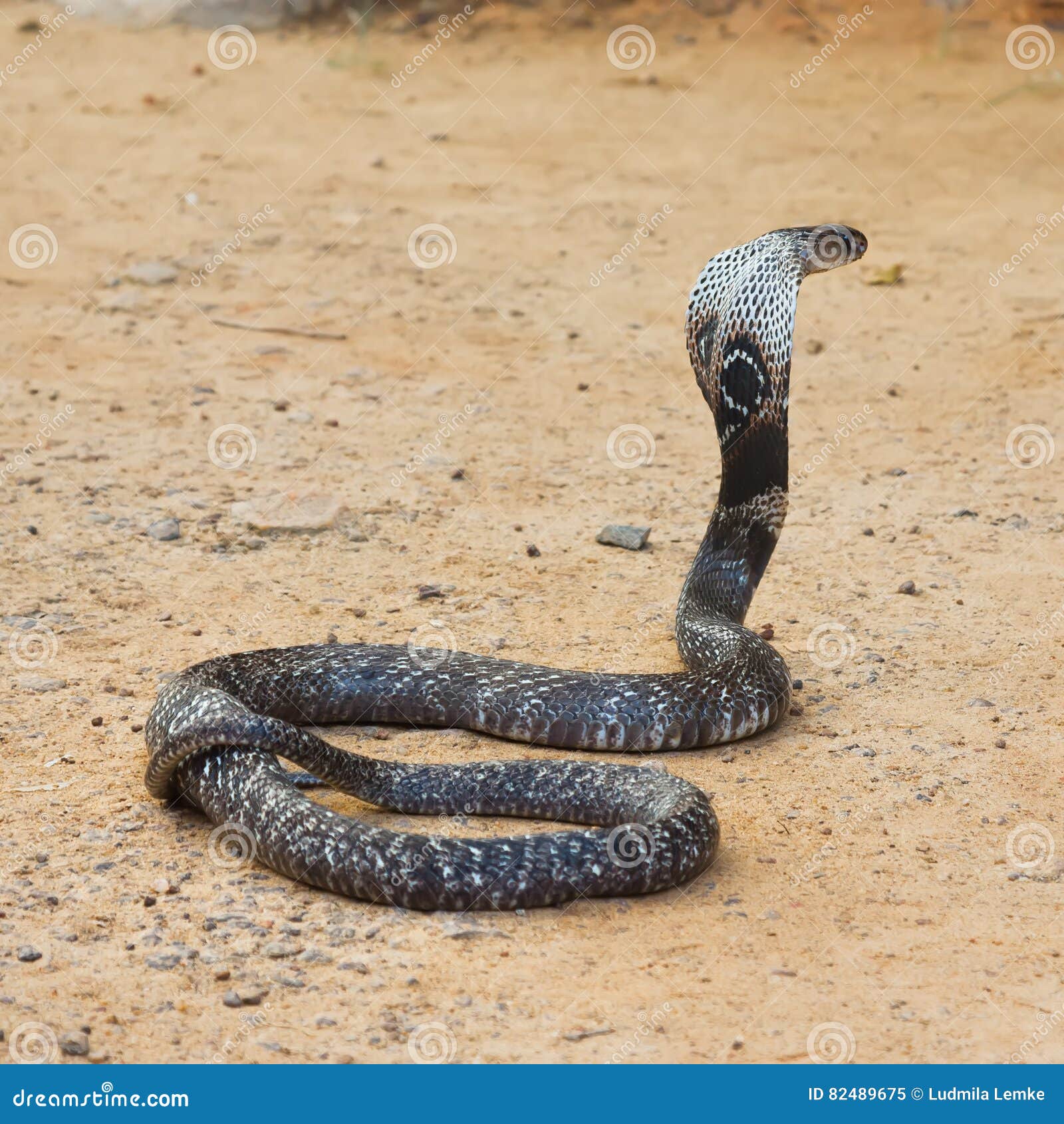 Serpiente de la cobra real imagen de archivo. Imagen de encapuchado ...
