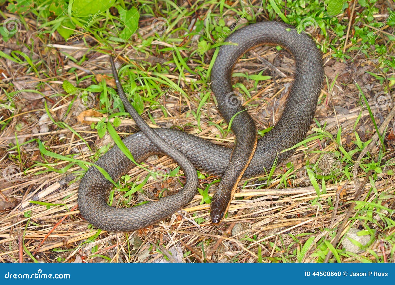 Serpiente De La Reina (septemvittata De Regina) Foto de archivo ...