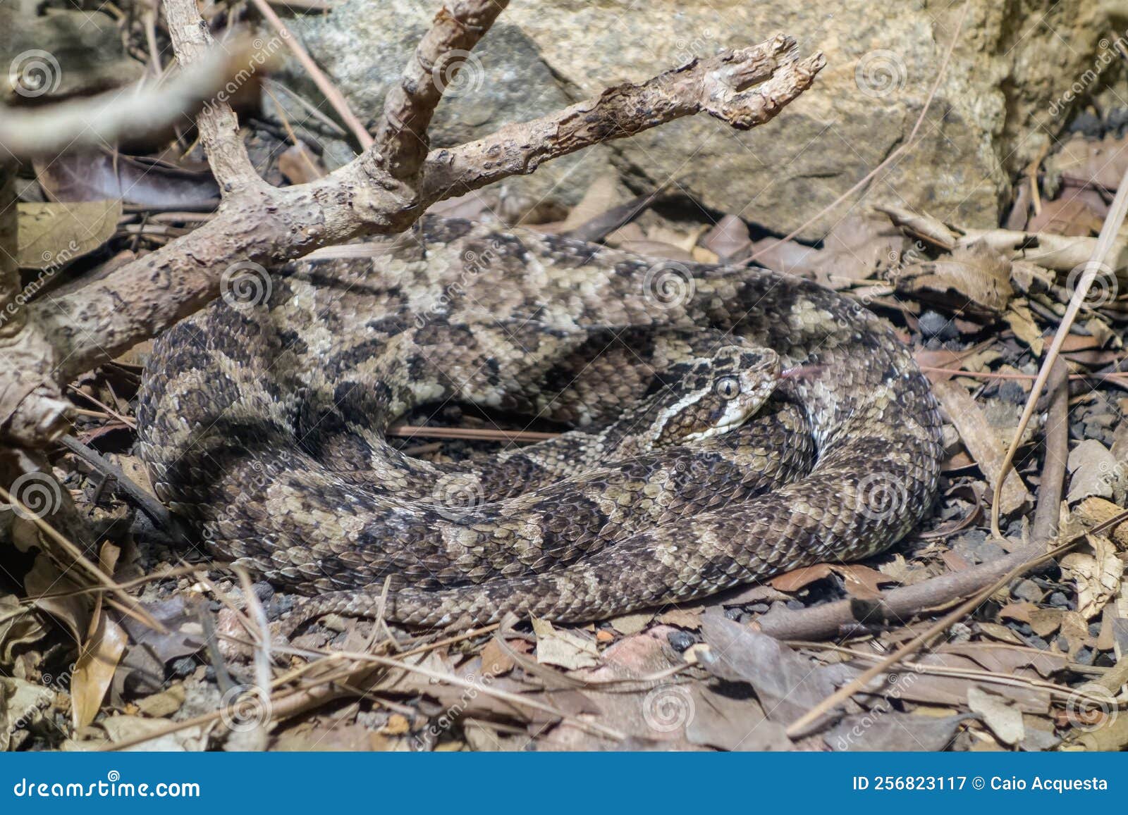 Serpiente De Lancehead O Bothrops Eritromelas. Jararaca Da Seca Brasil ...