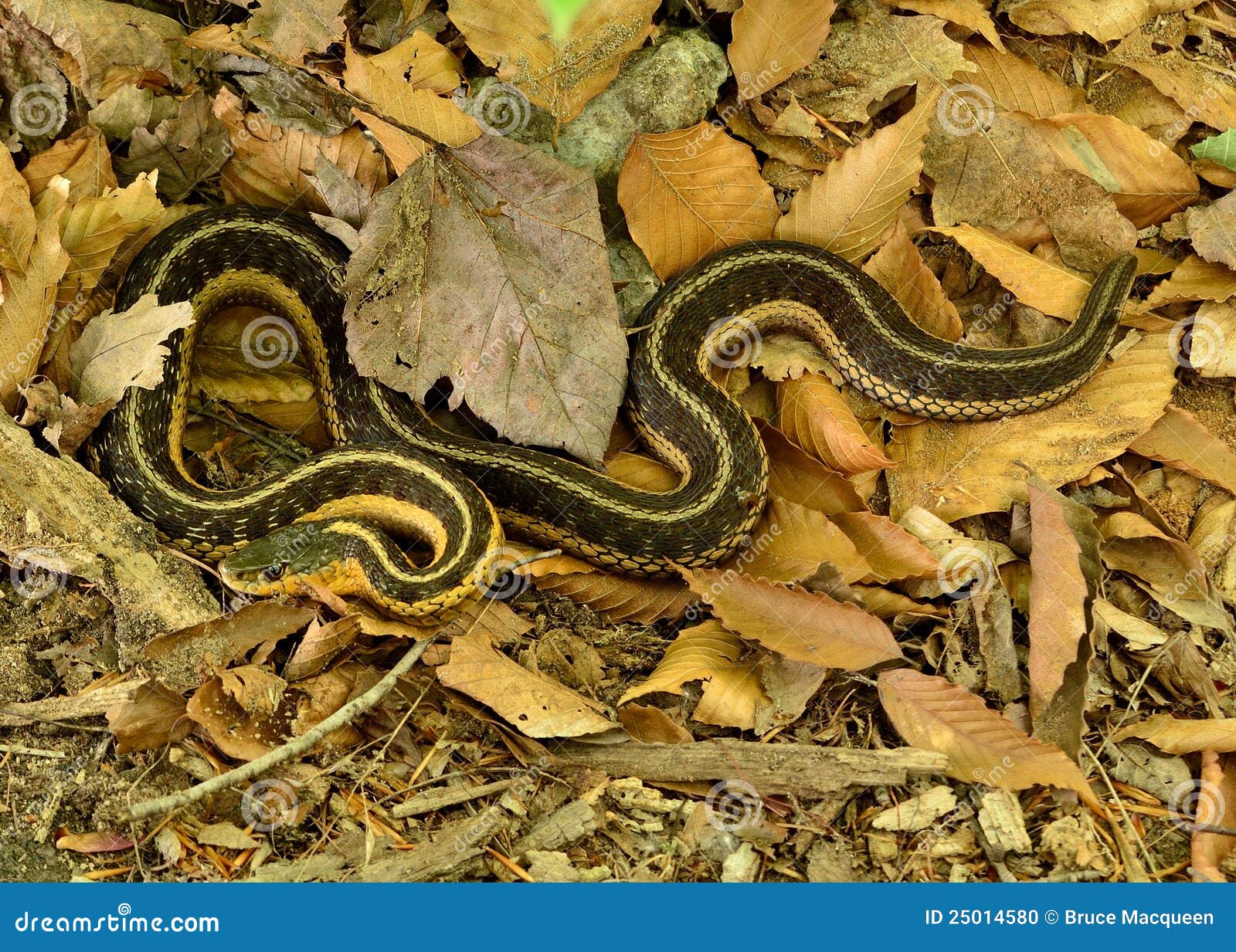 Serpiente de liga foto de archivo. Imagen de cubo, deslizar - 25014580