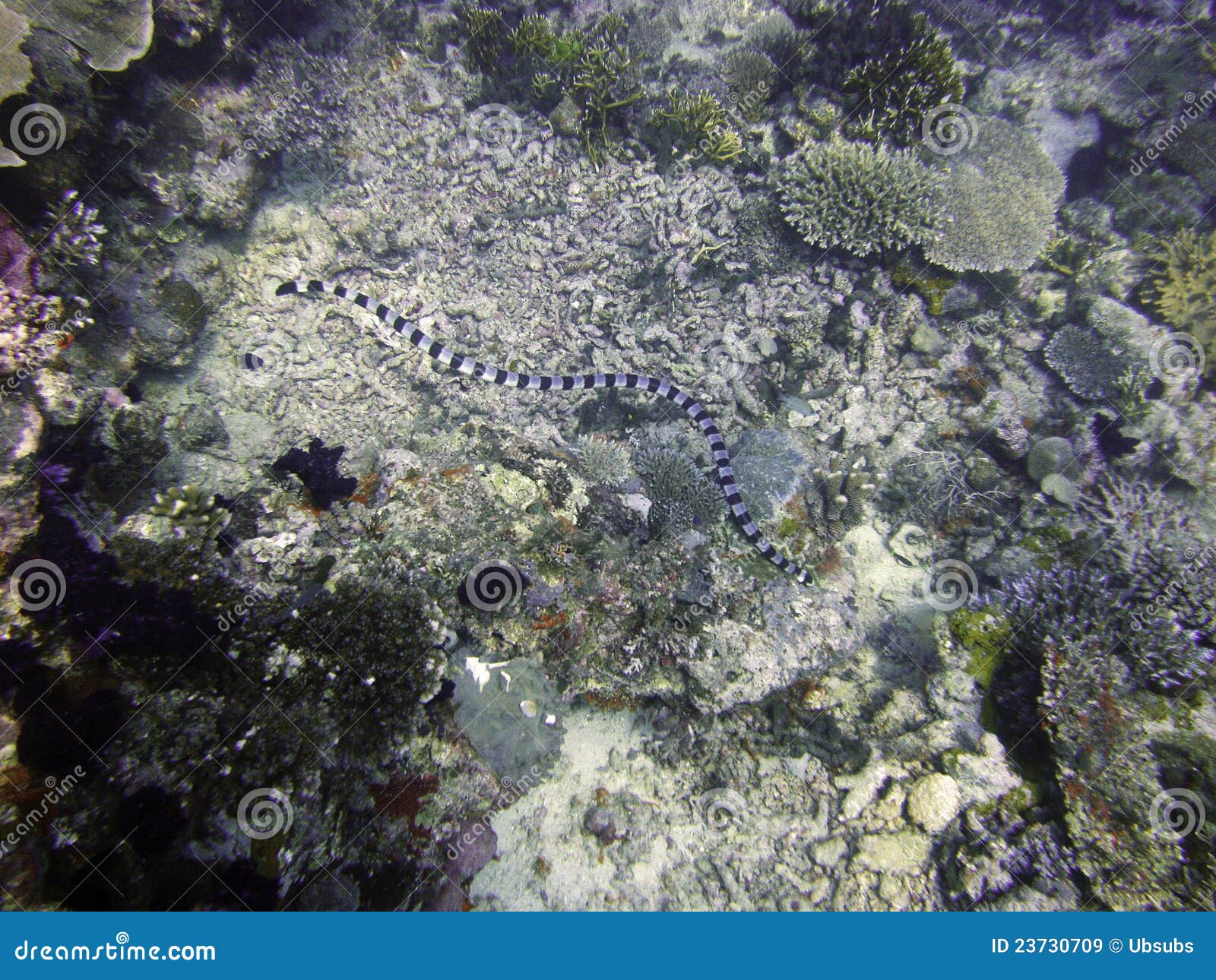 Serpiente de mar imagen de archivo. Imagen de salto, playa - 23730709