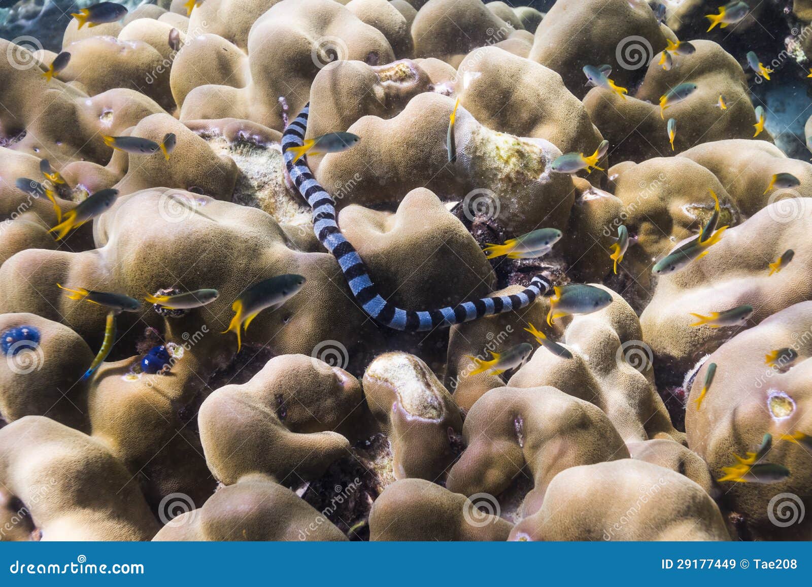 Serpiente De Mar Blanco Y Negro En La Isla De Lipe Imagen de archivo ...