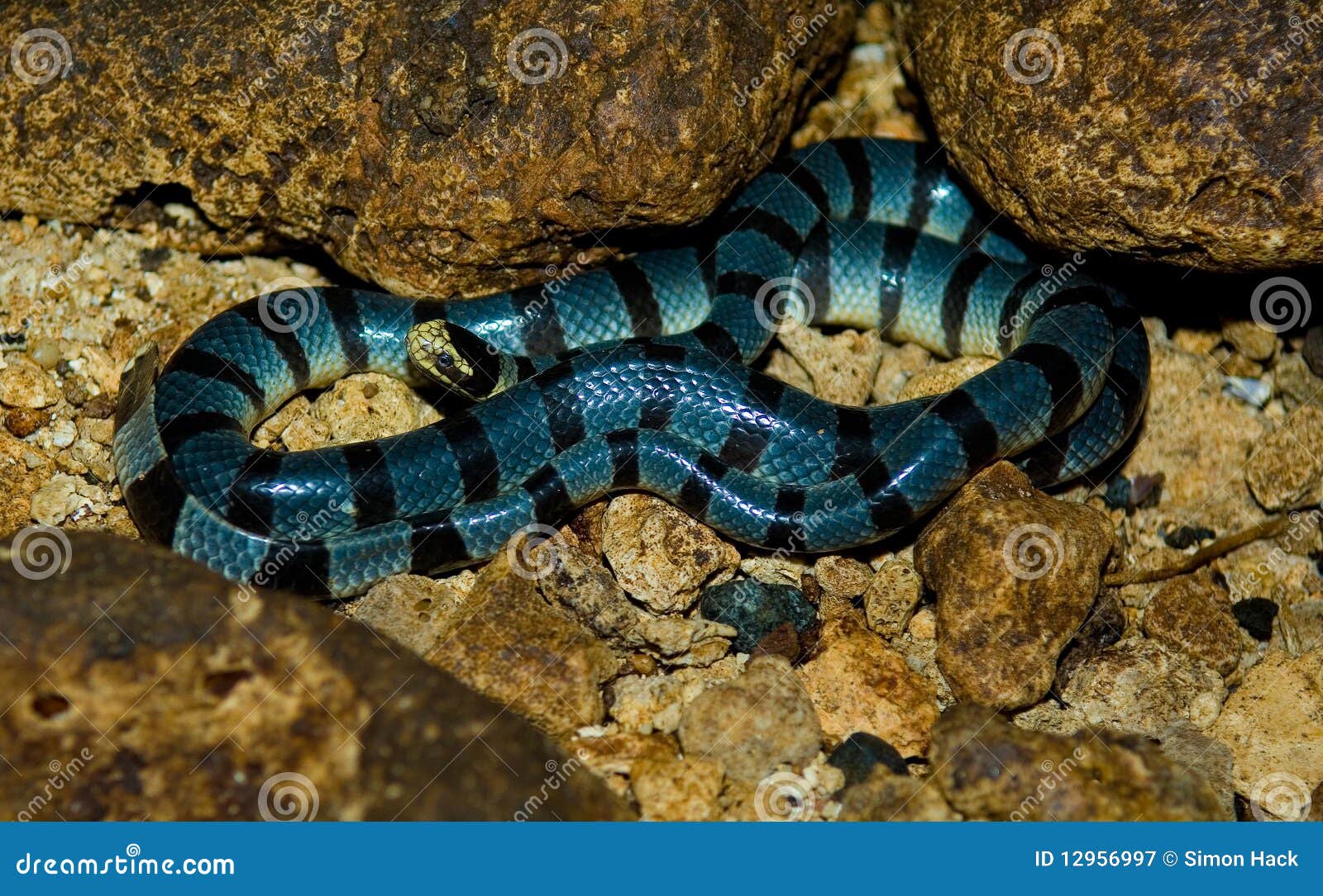 Serpiente De Mar, Filipinas Imagen de archivo - Imagen de rayas, reptil ...