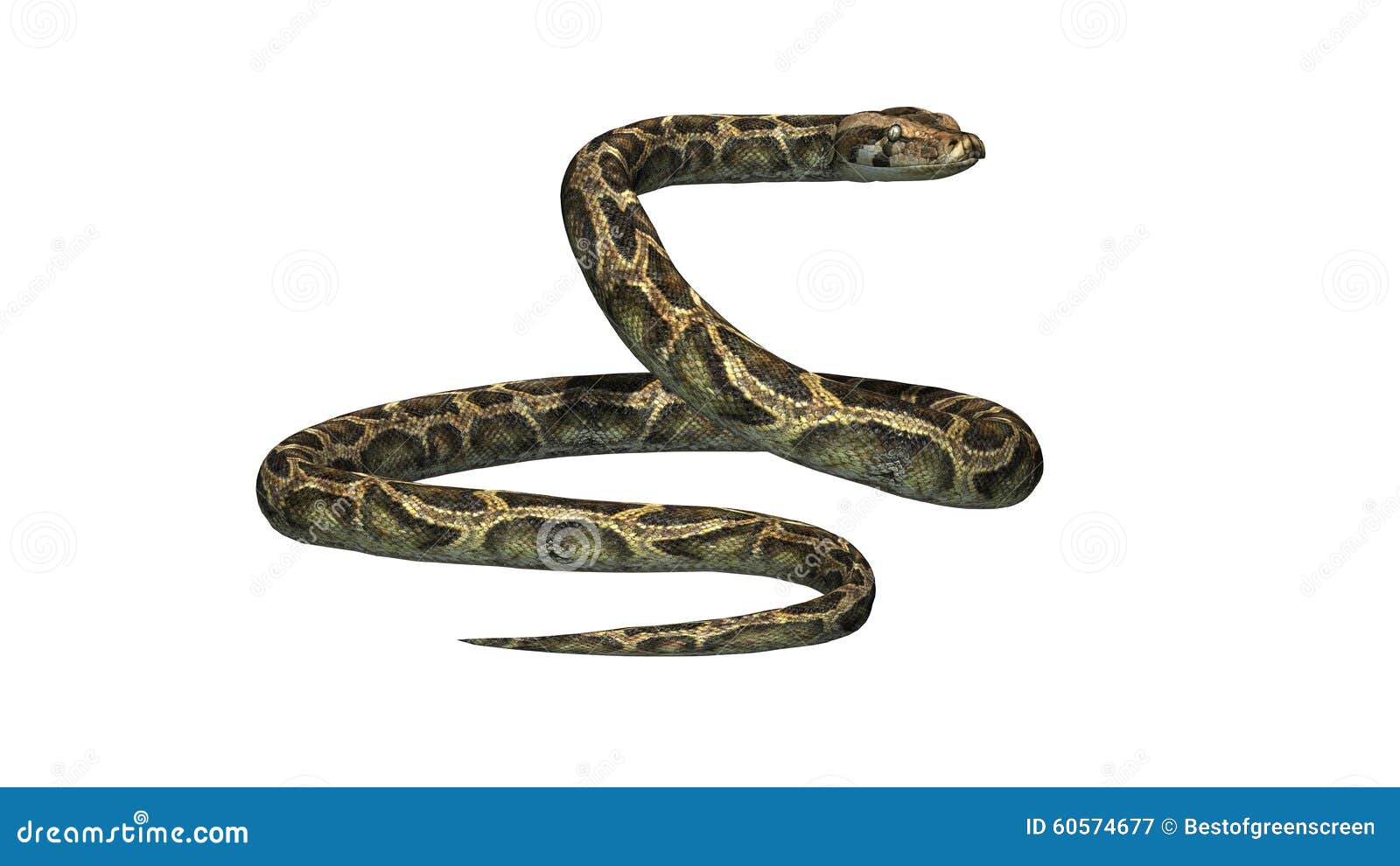 Serpiente de Python imagen de archivo. Imagen de reptil - 60574677