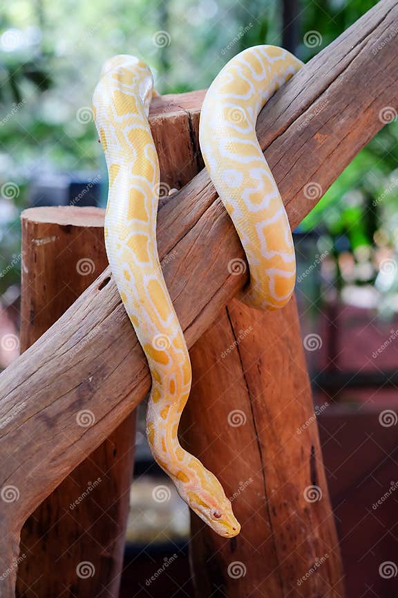 Serpiente de Python imagen de archivo. Imagen de serpiente - 95307559