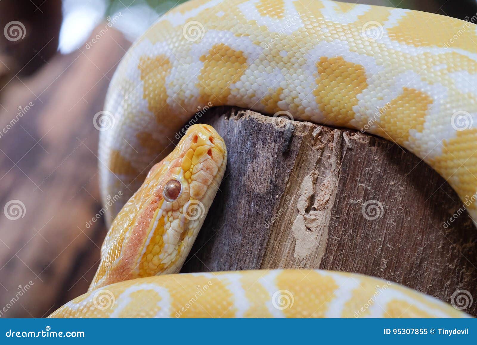 Serpiente de Python imagen de archivo. Imagen de animal - 95307855