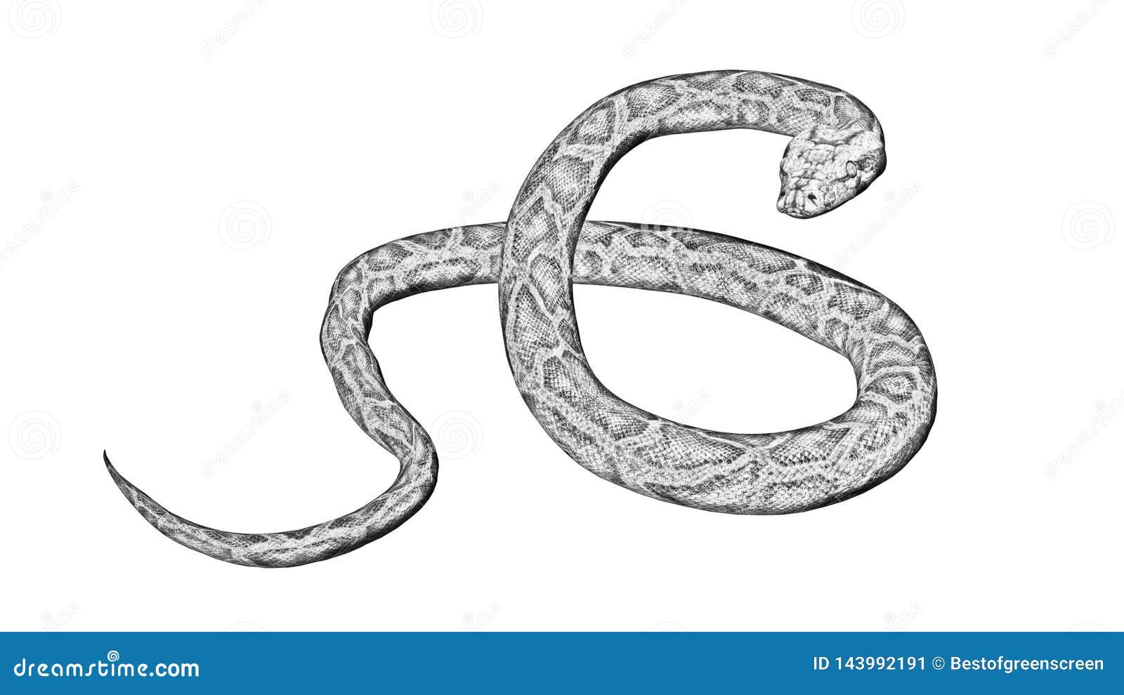 Serpiente De Python - Dibujo De L?piz En El Fondo Blanco Stock de ...