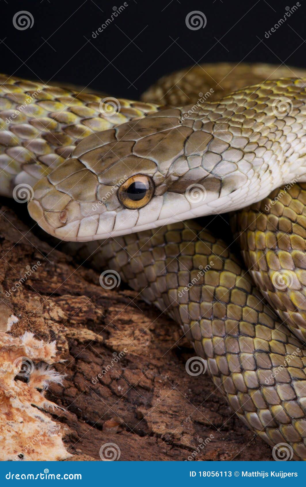 Serpiente de rata japonesa imagen de archivo. Imagen de serpientes ...