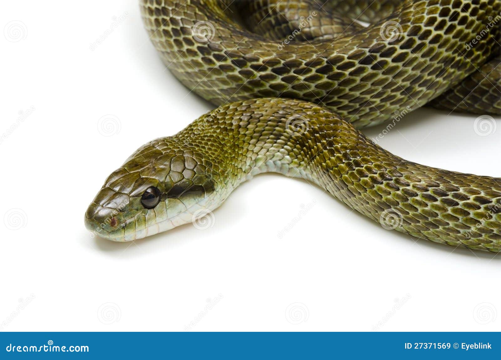 Serpiente de rata japonesa imagen de archivo. Imagen de fondo - 27371569