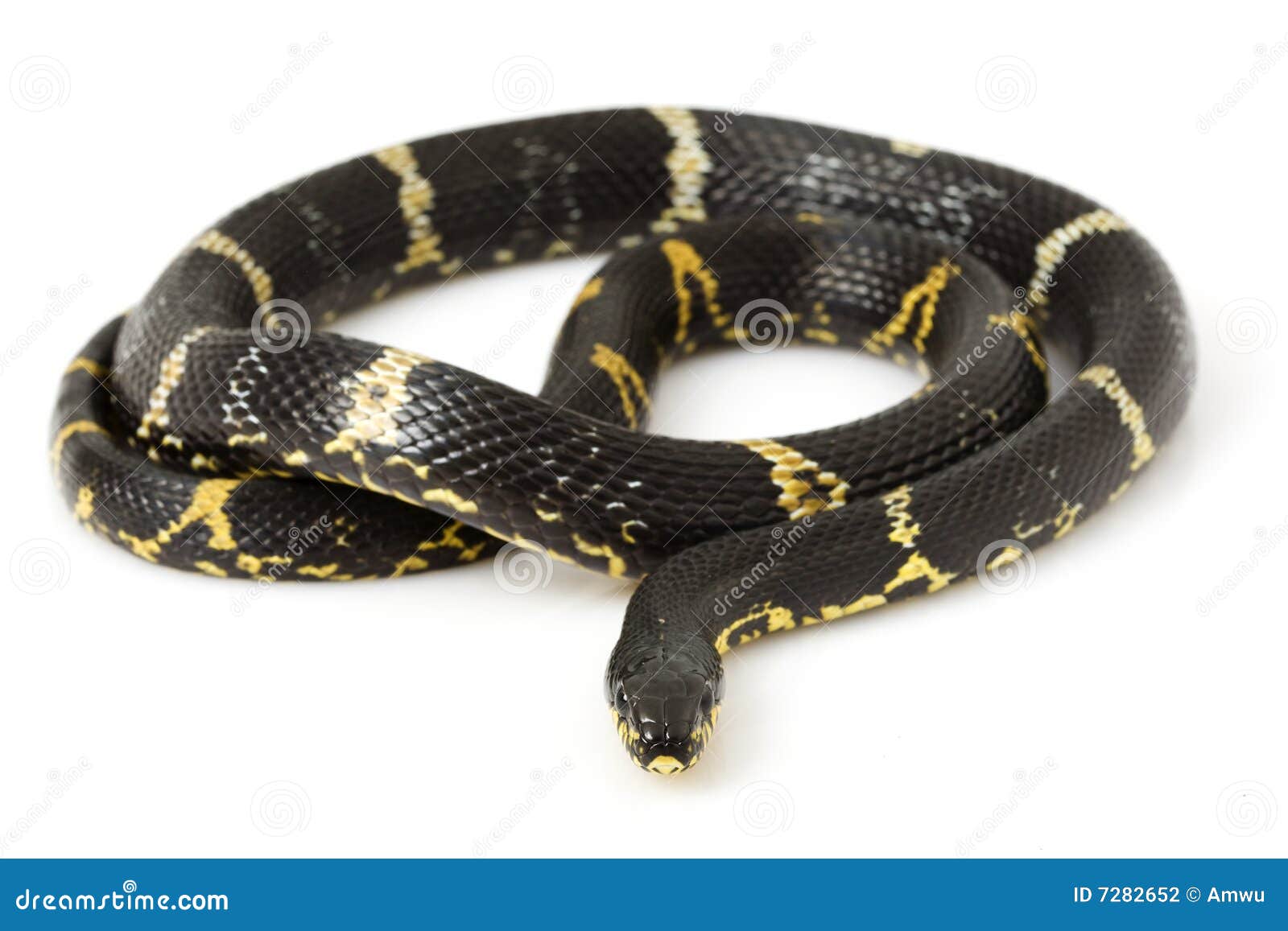 Serpiente de rata rusa foto de archivo. Imagen de curva - 7282652