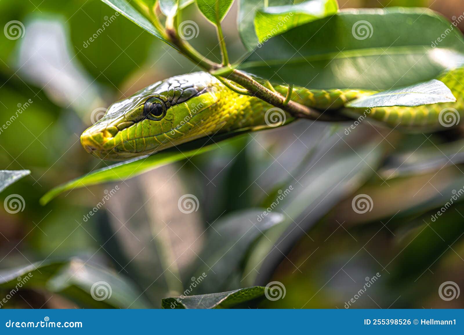 Serpiente de ratonera foto de archivo. Imagen de perfil - 255398526
