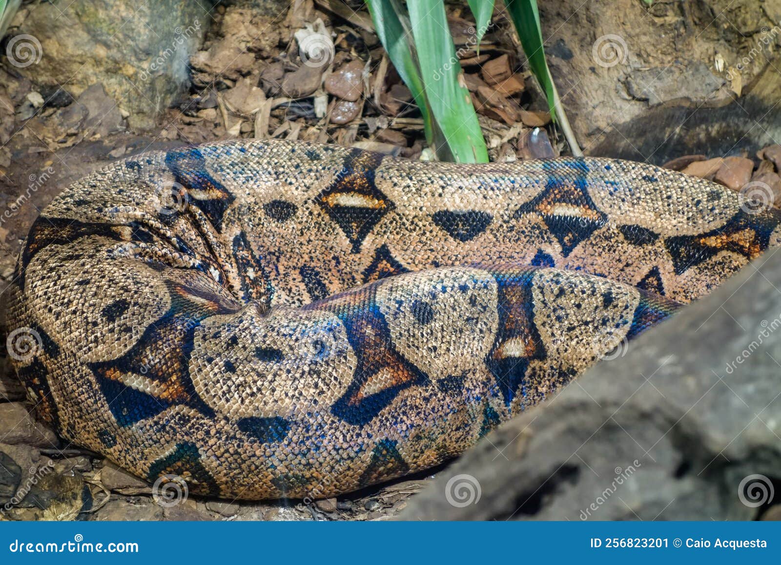 Serpiente Serpiente Serpiente Serpiente Serpiente De Serpiente ...