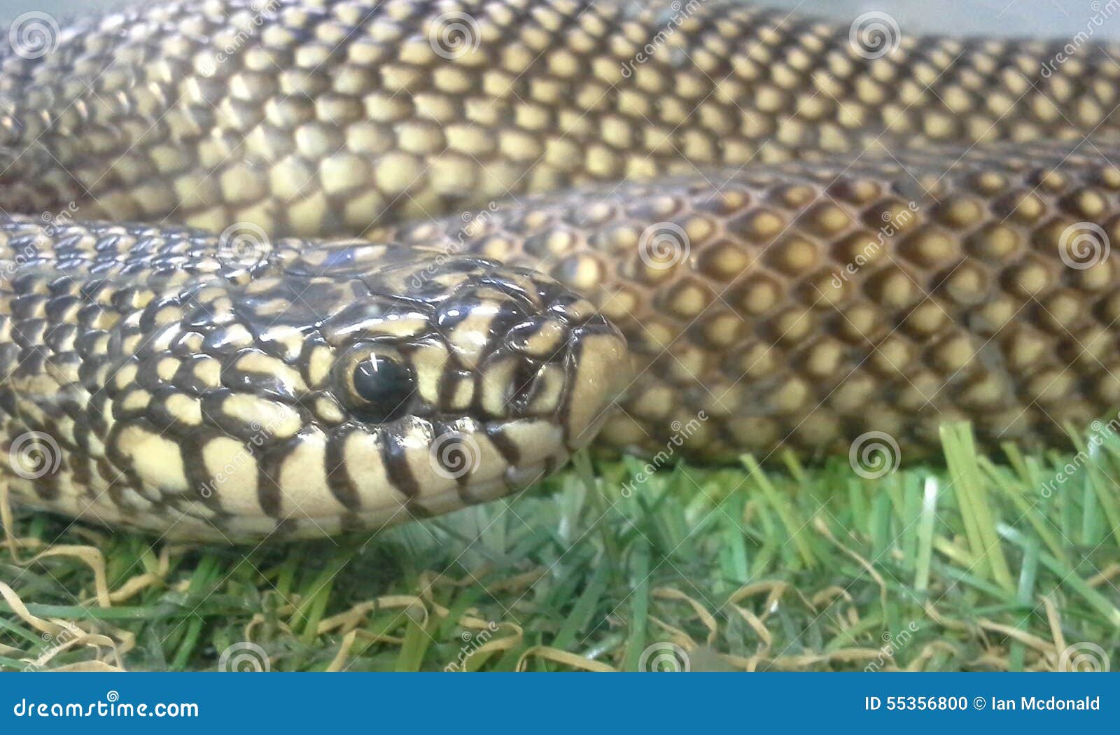 Serpiente de rey foto de archivo. Imagen de reptil, hierba - 55356800