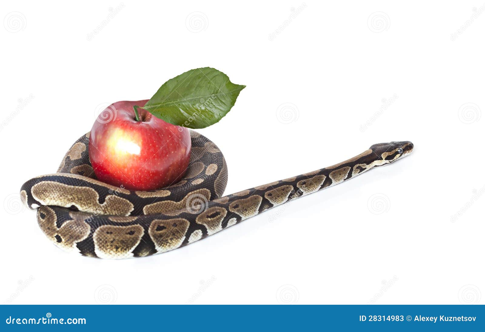 Serpiente Del Pitón Con La Manzana Roja Imagen de archivo - Imagen de ...