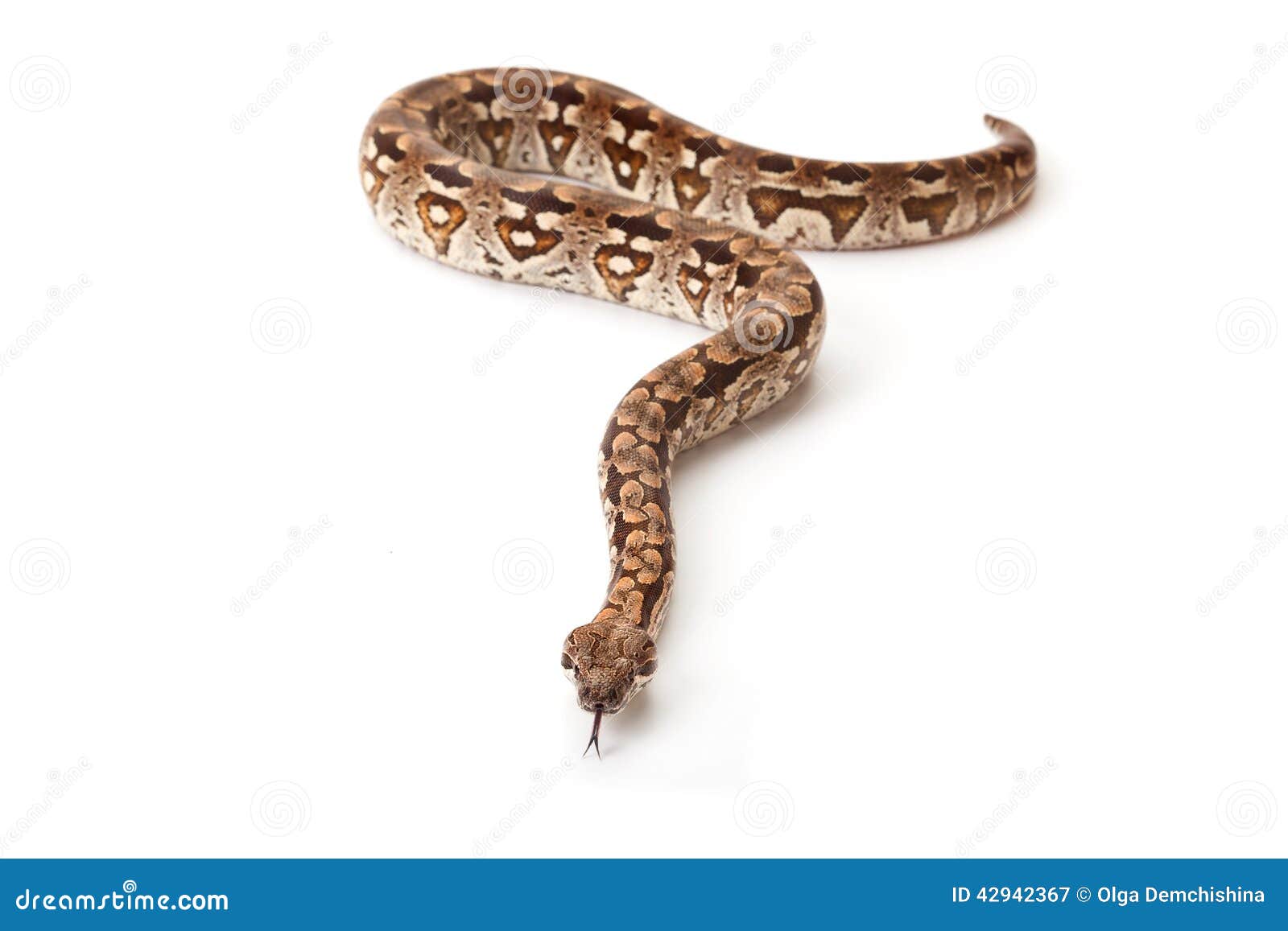Serpiente En El Fondo Blanco Imagen de archivo - Imagen de estudio ...