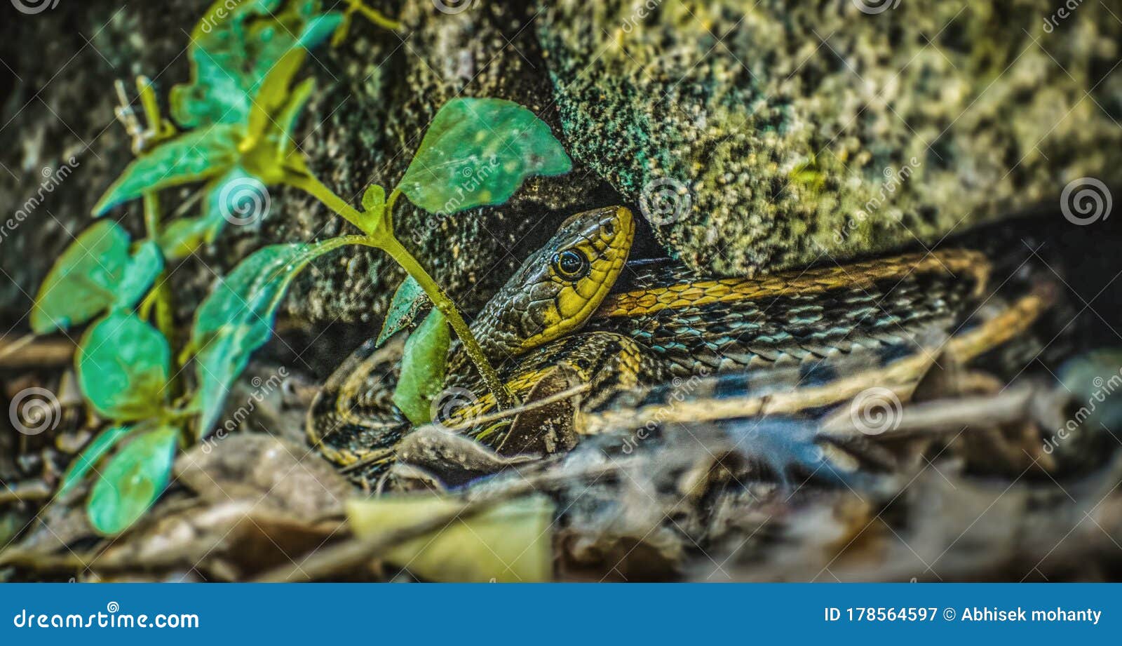 Serpiente en la roca imagen de archivo. Imagen de anfibio - 178564597