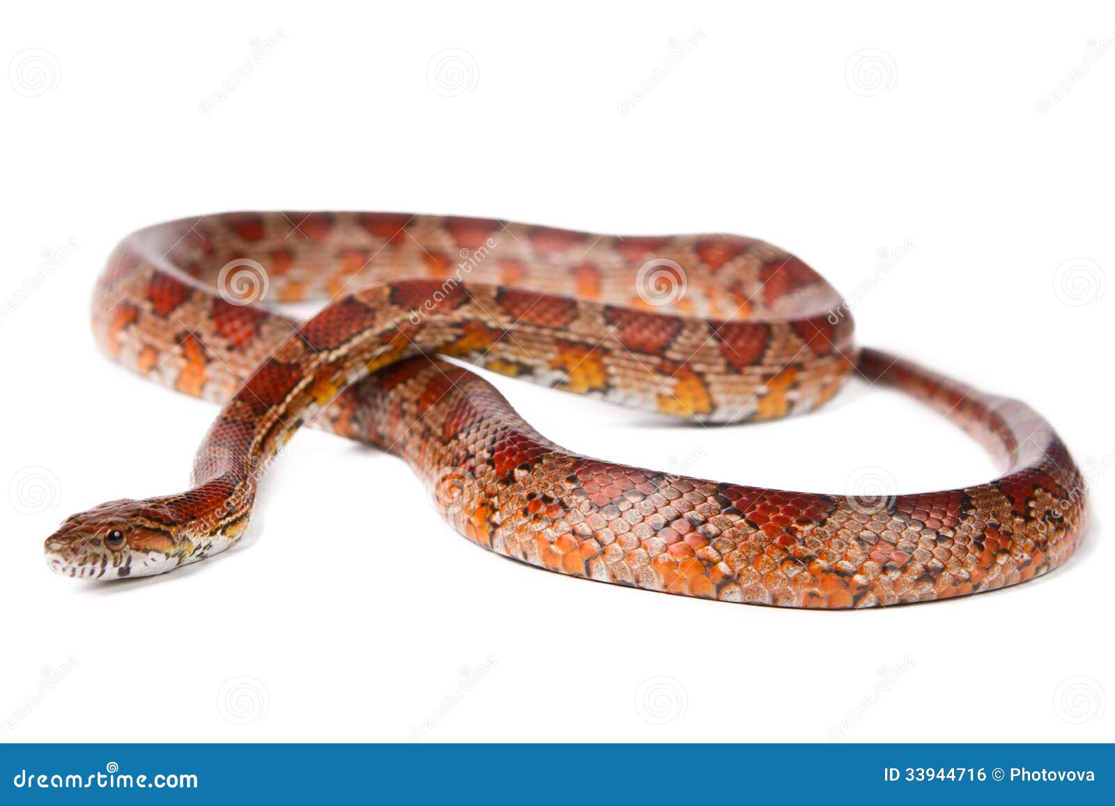 Serpiente En Un Fondo Blanco. Foto de archivo - Imagen de piel ...