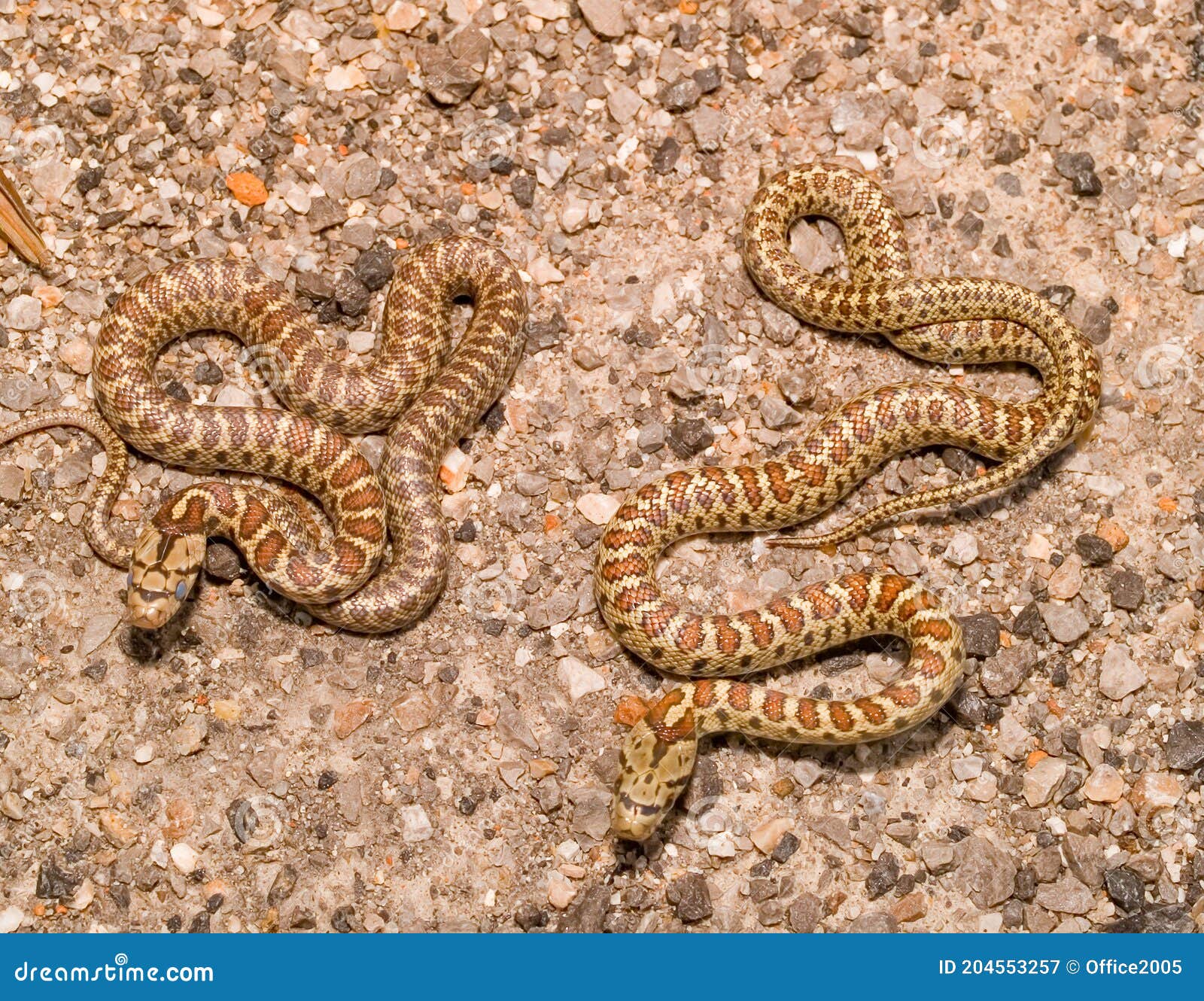Serpiente Leopardo Zamenis Situla Imagen de archivo - Imagen de agua ...