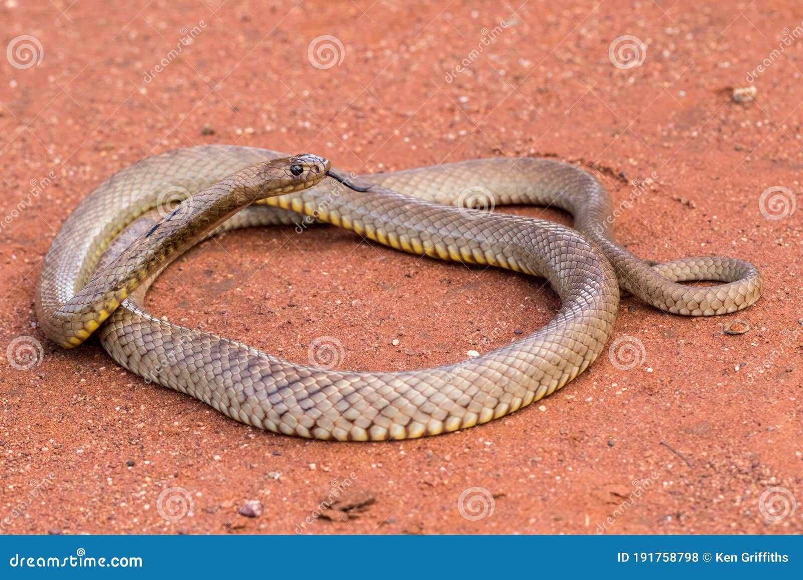Serpiente Marrón Estrangulada Foto de archivo - Imagen de peligroso ...
