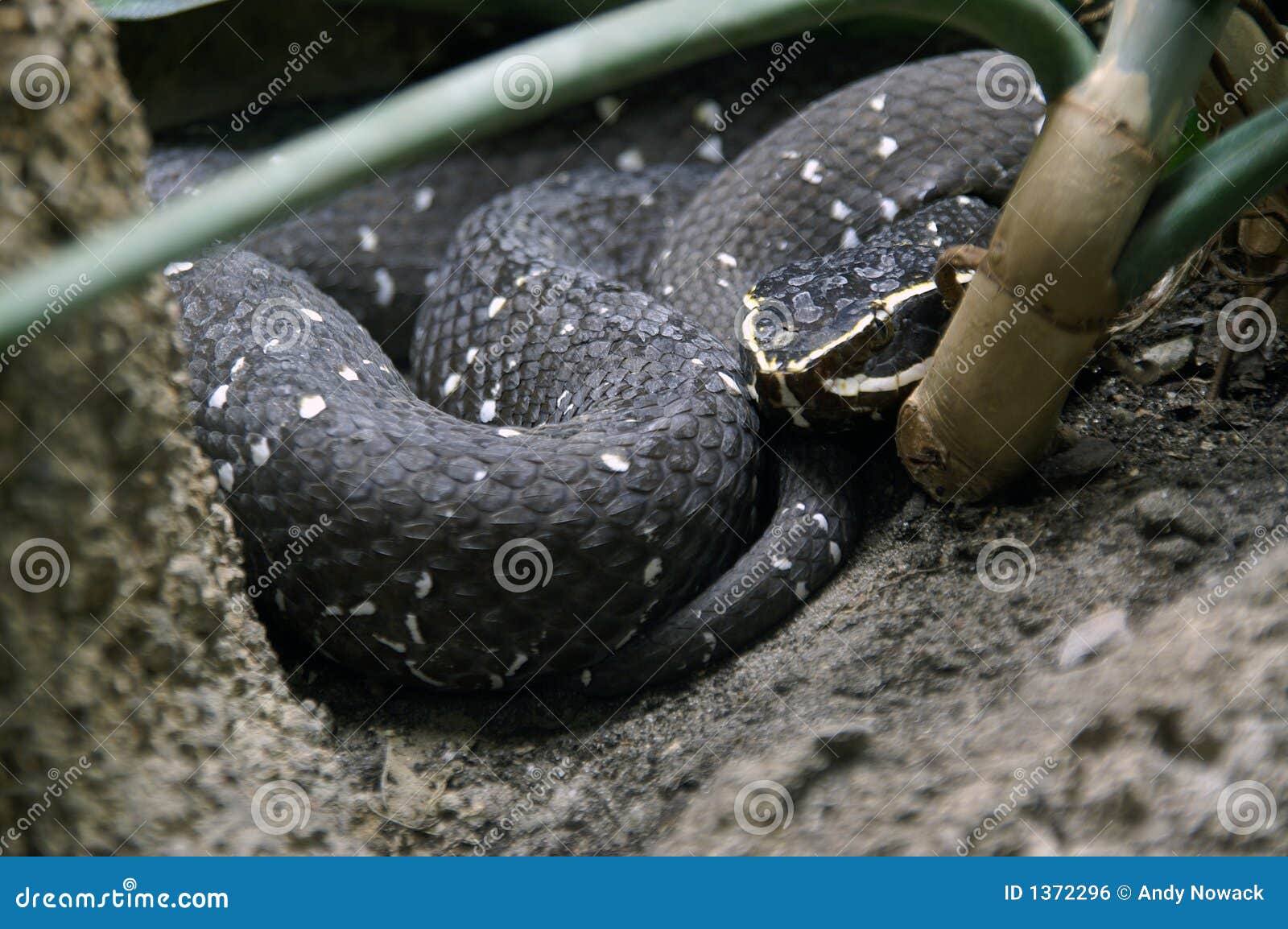 Serpiente negra 2 foto de archivo. Imagen de veneno, baba - 1372296