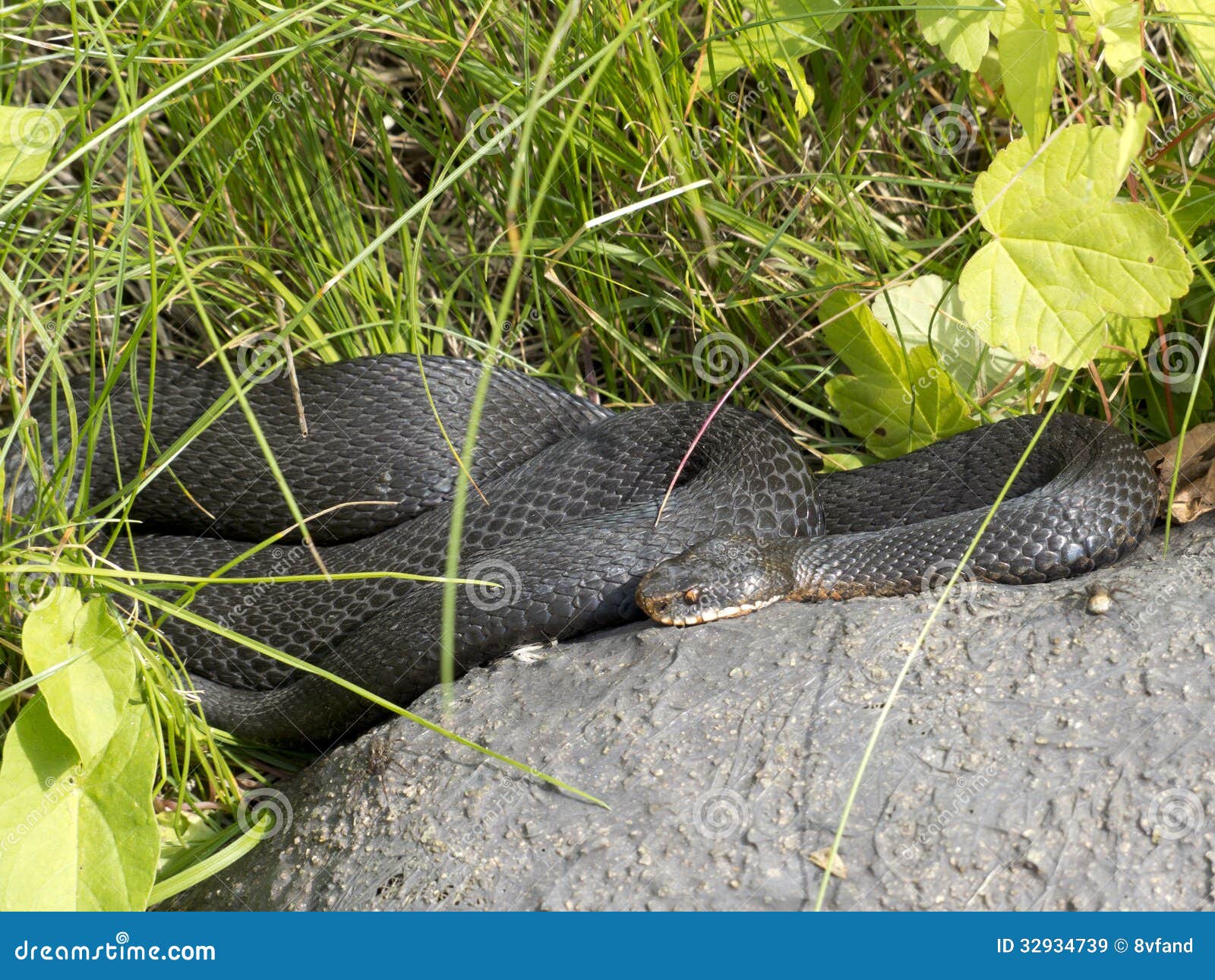 Serpiente negra imagen de archivo. Imagen de serpiente - 32934739