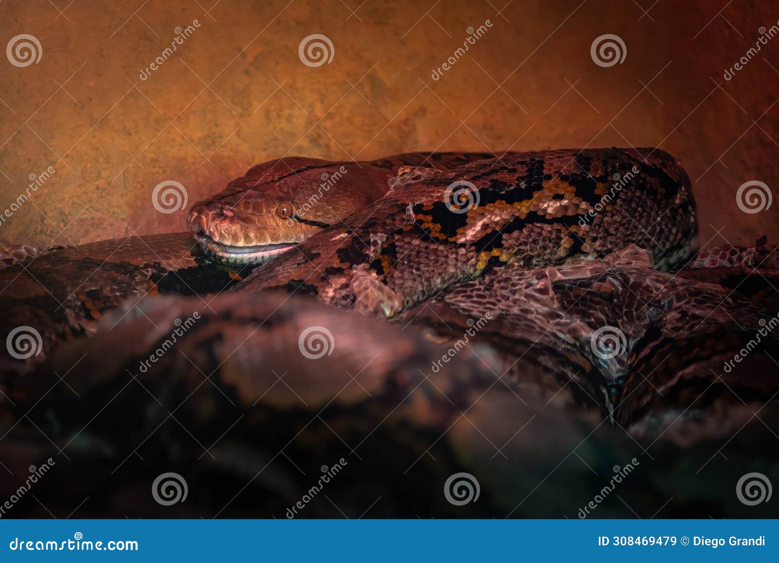 Serpiente Python Reticulada Imagen de archivo - Imagen de animal ...