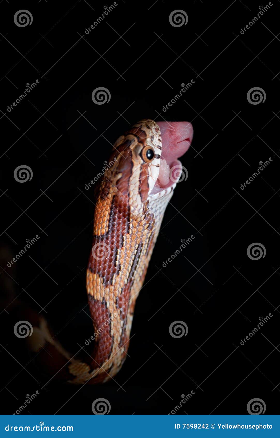 Serpiente Que Come El Ratón. Foto de archivo - Imagen de boca, animal ...