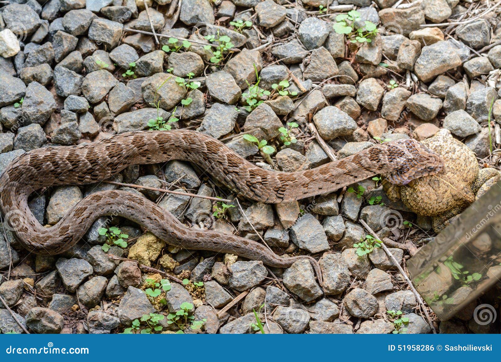 Serpiente que come la rana foto de archivo. Imagen de rana - 51958286