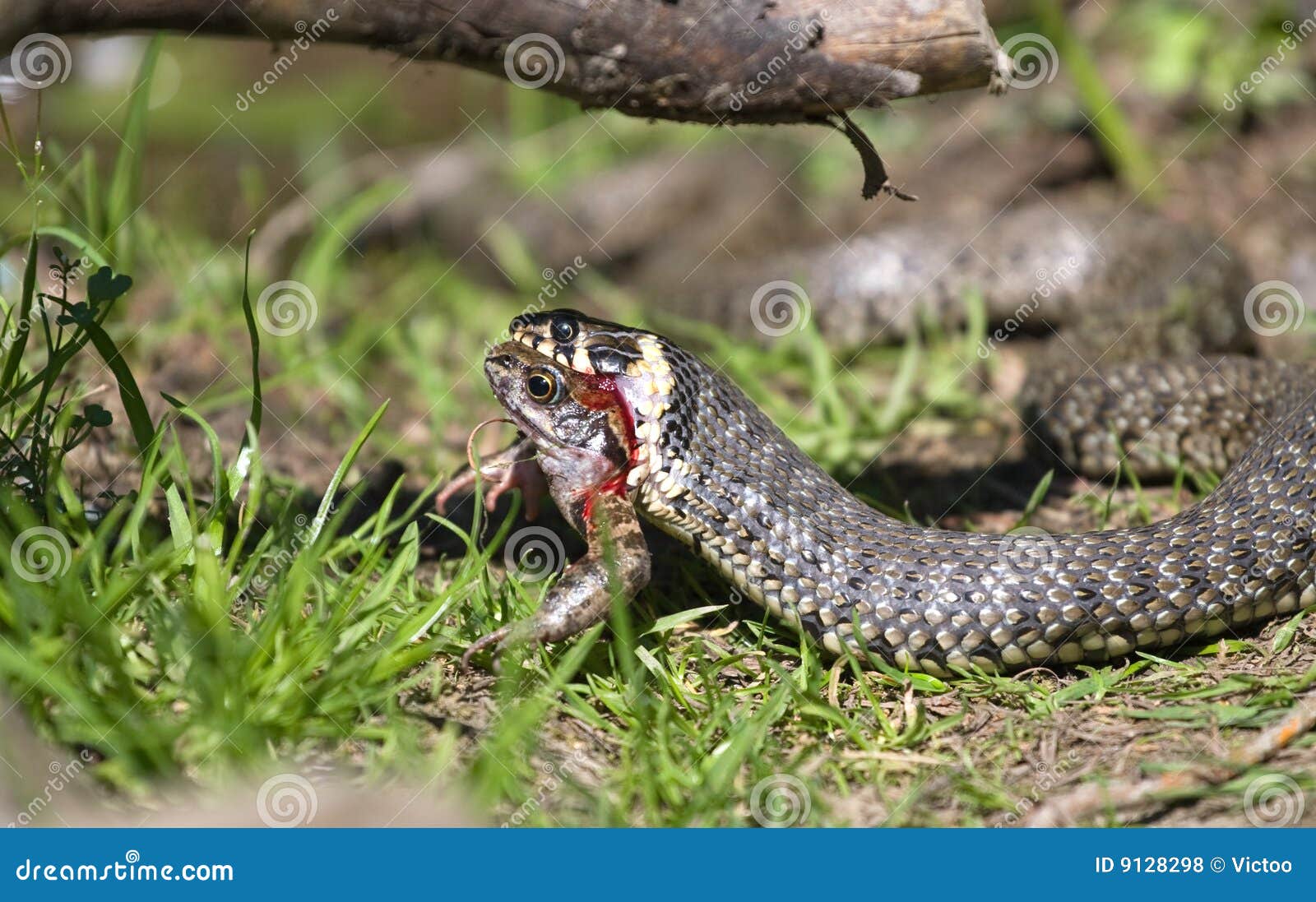 Serpiente Que Come Una Rana Foto de archivo - Imagen de ambiente ...