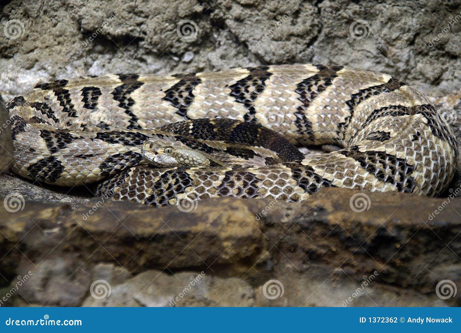 Serpiente rayada 2 foto de archivo. Imagen de organismo - 1372362