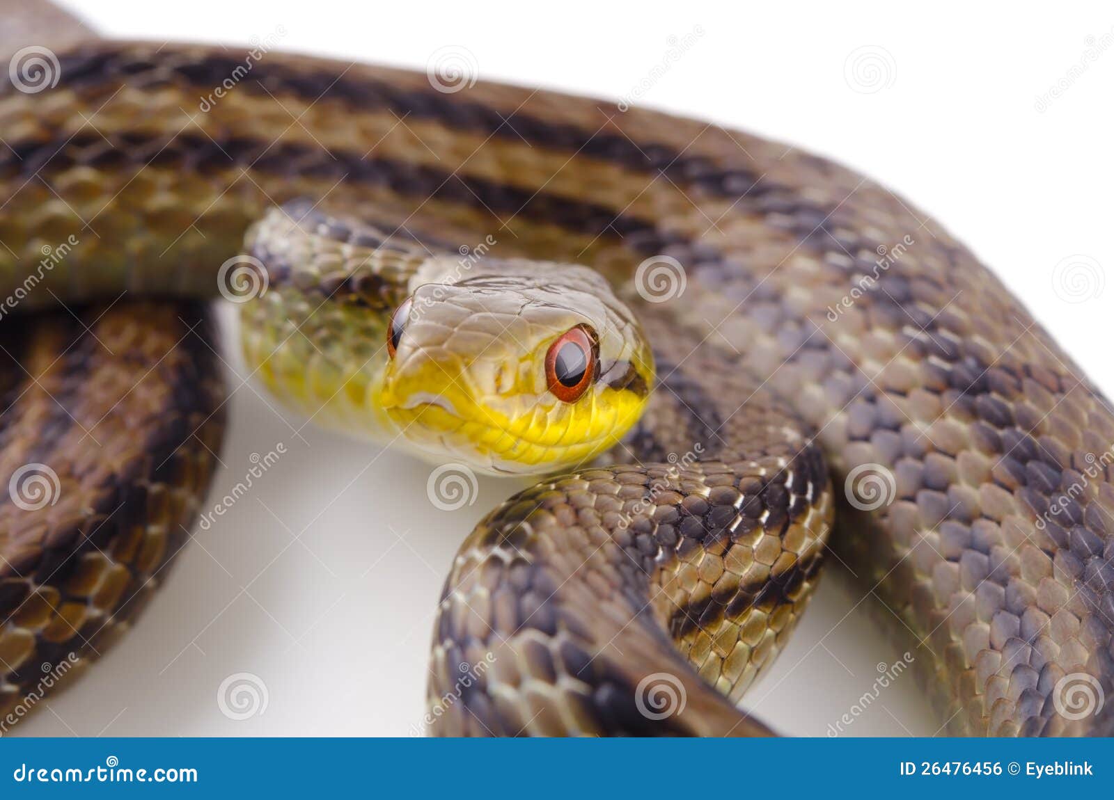 Serpiente rayada japonesa foto de archivo. Imagen de fauna - 26476456