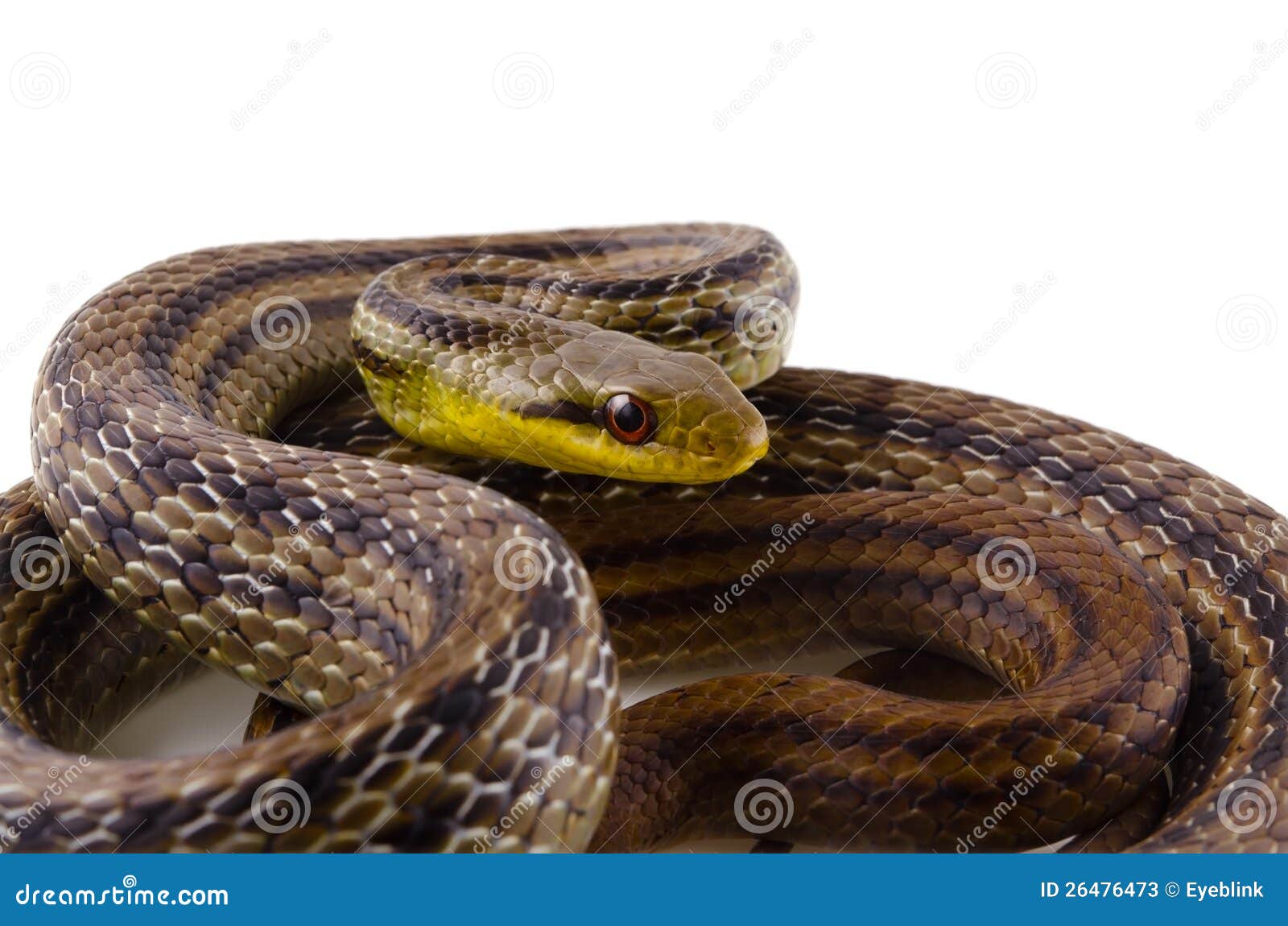 Serpiente rayada japonesa imagen de archivo. Imagen de aislado - 26476473