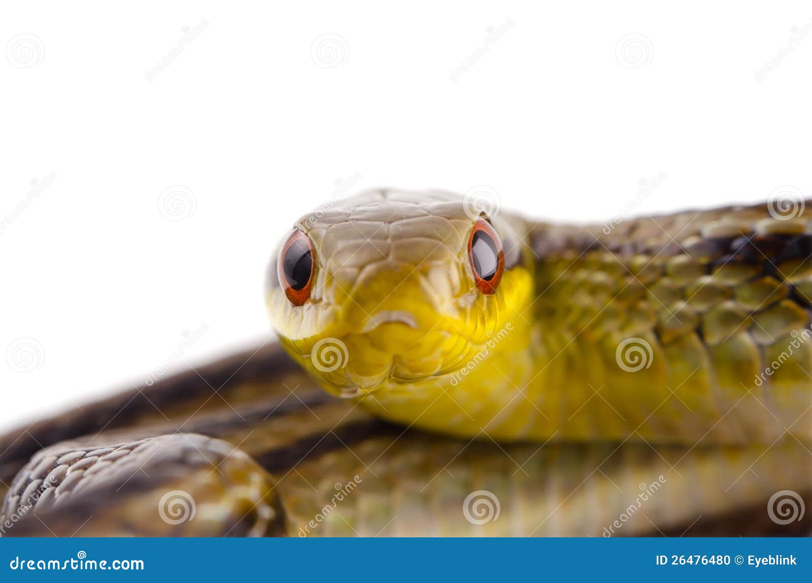 Serpiente rayada japonesa foto de archivo. Imagen de reptil - 26476480