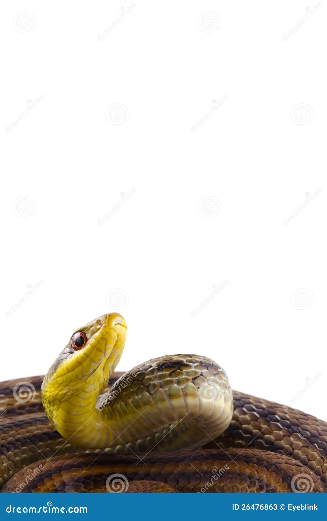 Serpiente rayada japonesa imagen de archivo. Imagen de salvaje - 26476863