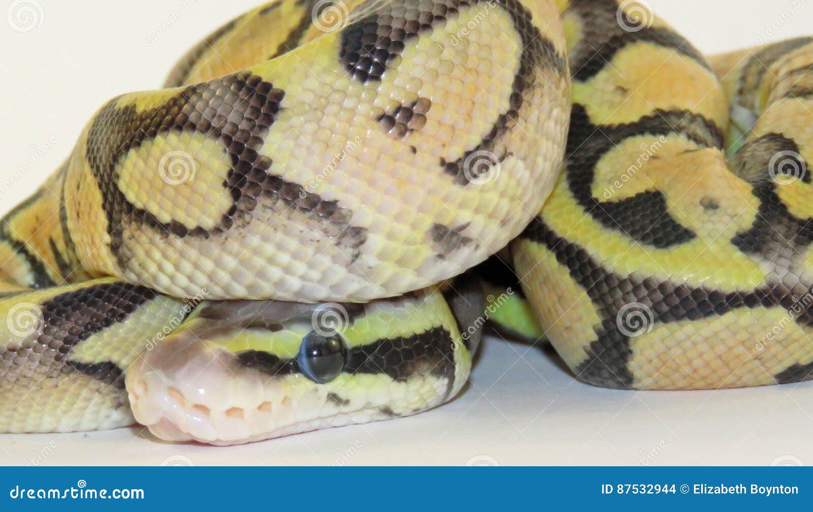 Serpiente Real/de La Bola Del Pitón Del Bebé Foto de archivo - Imagen ...