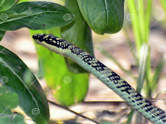 Serpiente recta foto de archivo. Imagen de derecho, serpiente - 97005806