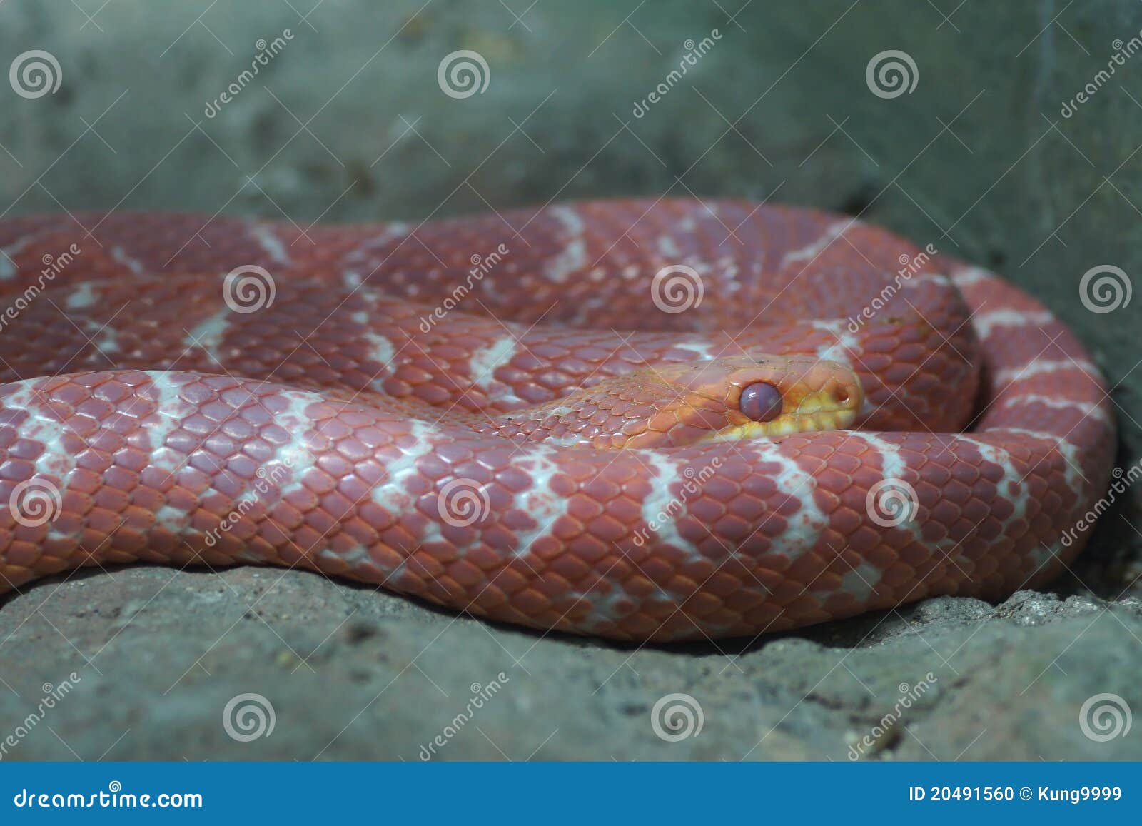 Serpiente Roja De La Víbora O De Maíz Foto de archivo - Imagen de rojo ...
