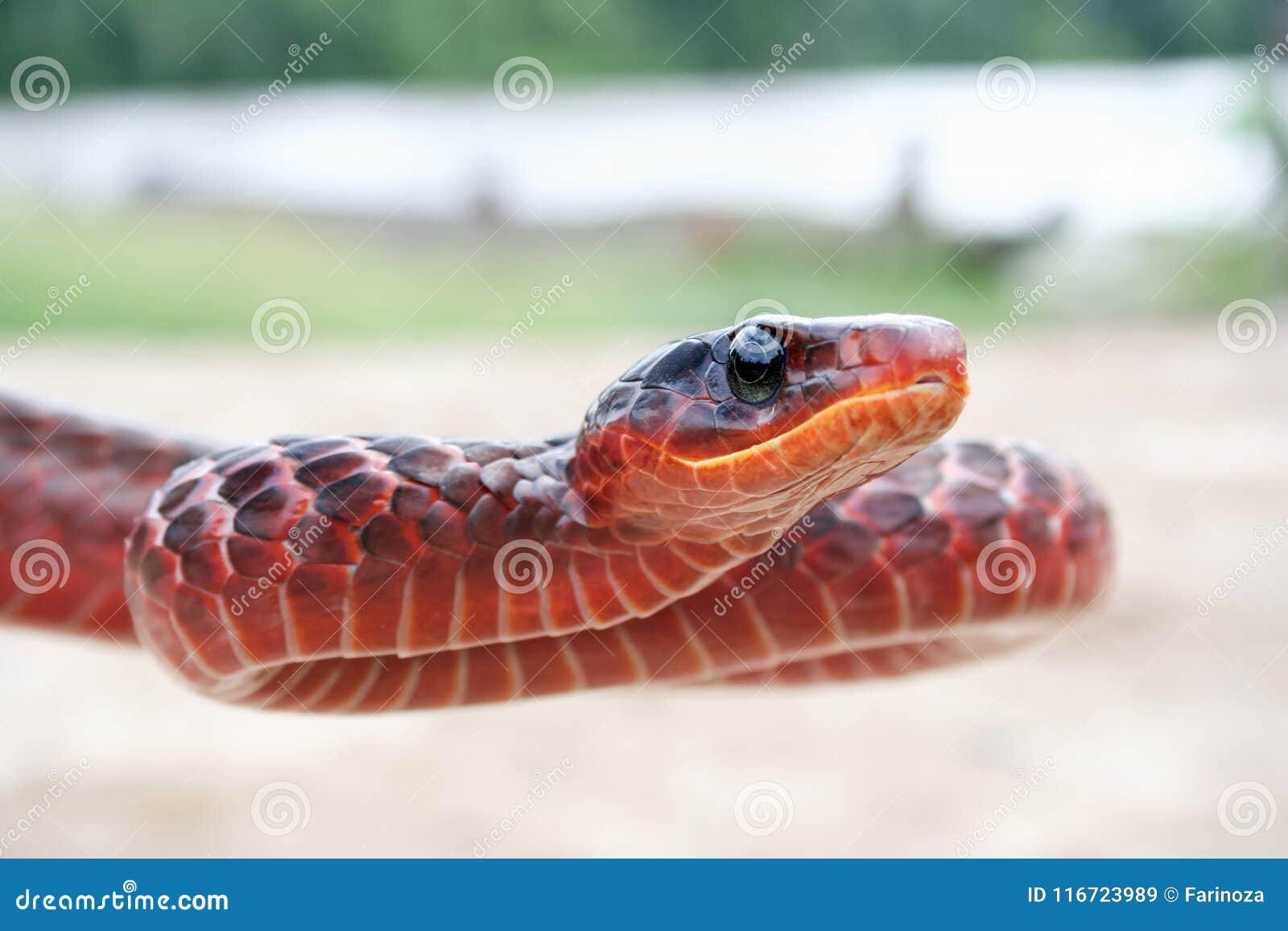 Serpiente roja de Suriname imagen de archivo. Imagen de bobinas - 116723989