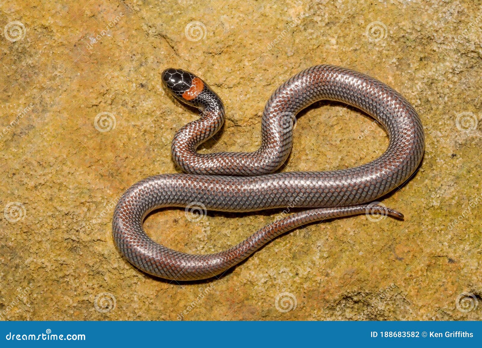 Serpiente roja foto de archivo. Imagen de fauna, cubo - 188683582