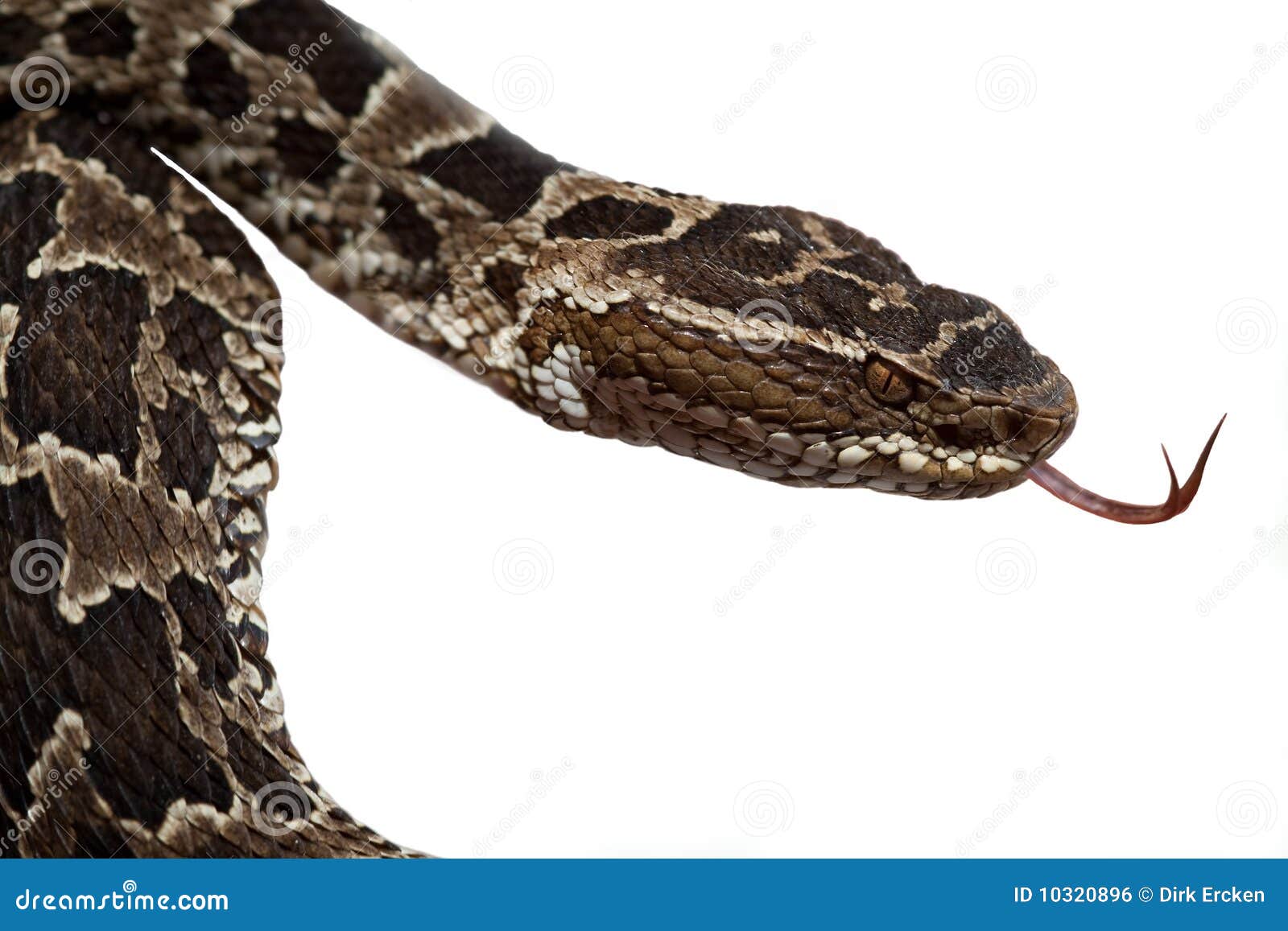 Serpiente venenosa foto de archivo. Imagen de costa, serpiente - 10320896