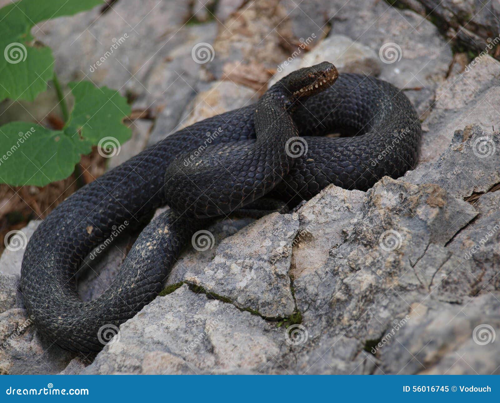 Serpiente Venenosa - Víbora Negra Imagen de archivo - Imagen de veneno ...
