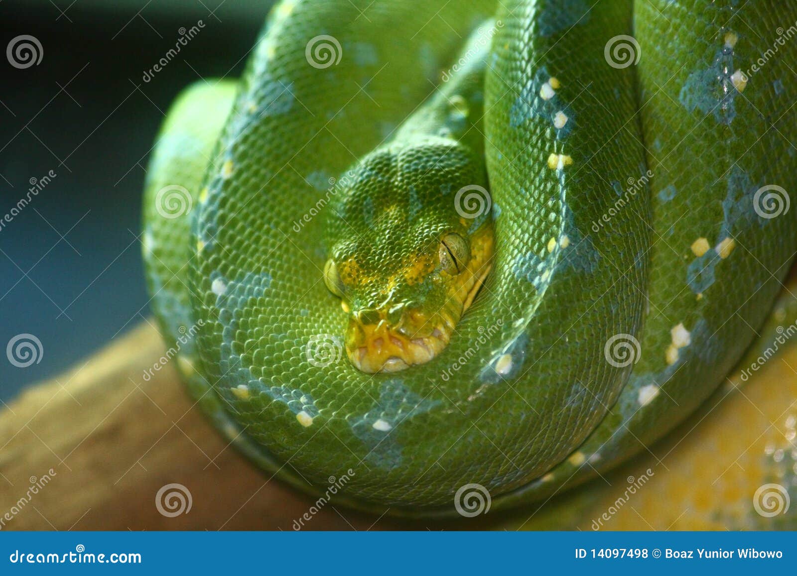 Serpiente verde foto de archivo. Imagen de selva, vida - 14097498