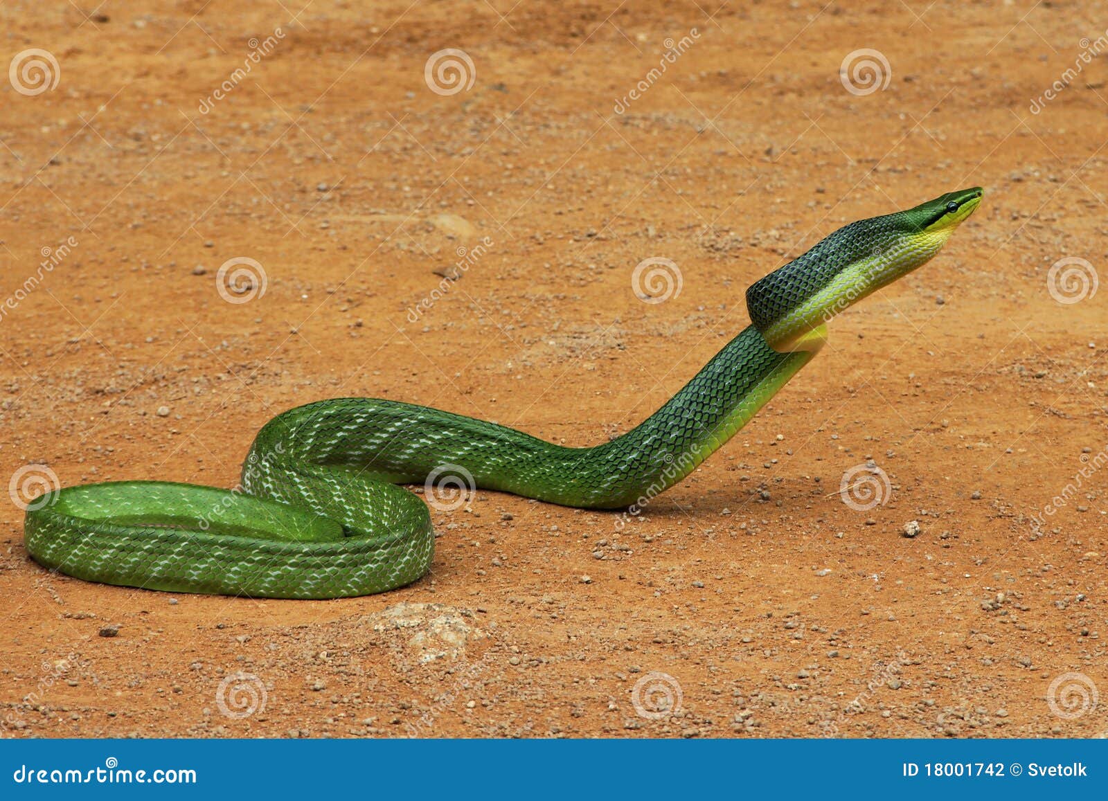 Serpiente verde foto de archivo. Imagen de cierre, verde - 18001742