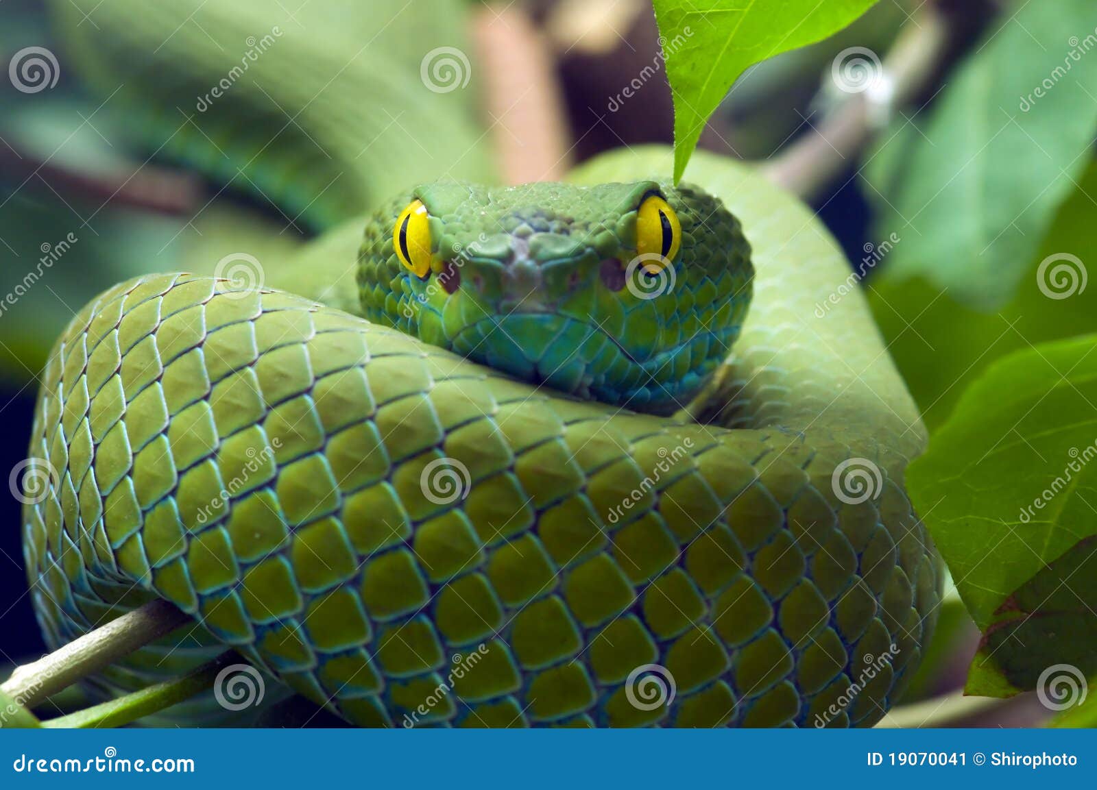 Serpiente verde imagen de archivo. Imagen de animal, serpiente - 19070041
