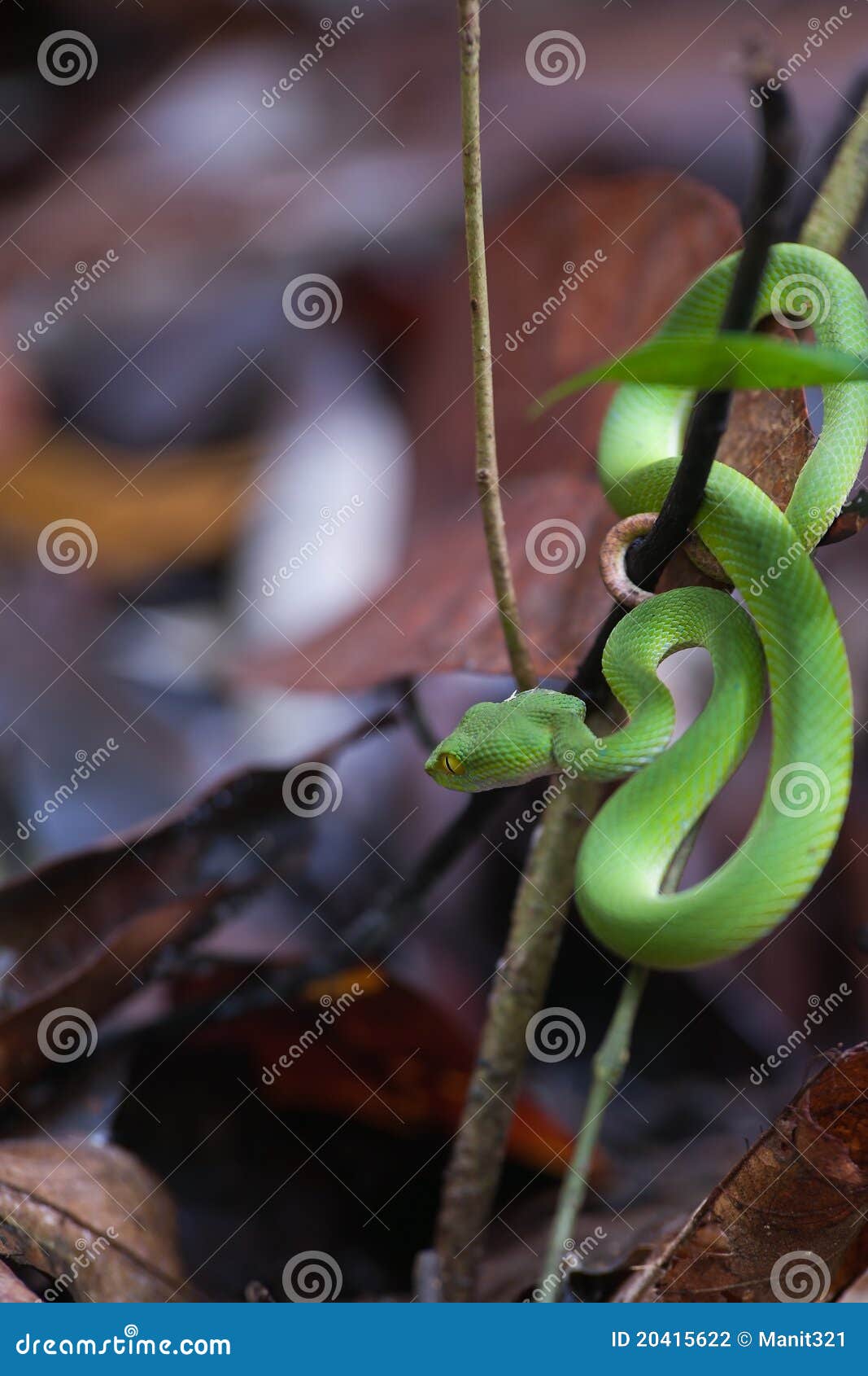 Serpiente verde foto de archivo. Imagen de animal, hoja - 20415622
